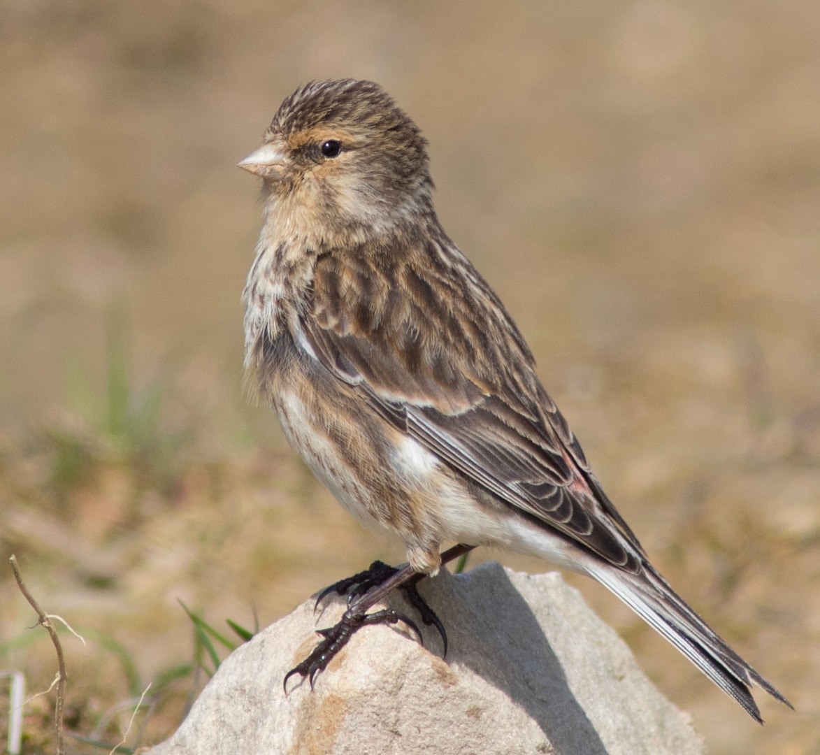 Twite by Martin Loftus - BirdGuides
