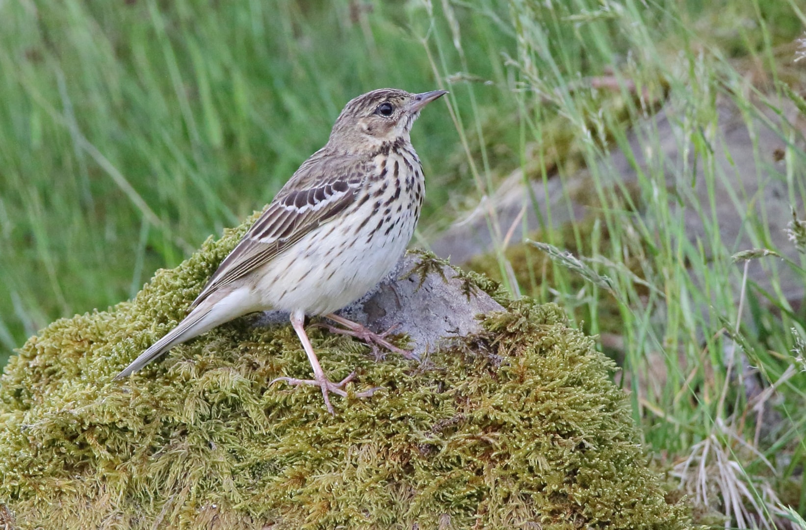 Tree Pipit by R Thew - BirdGuides