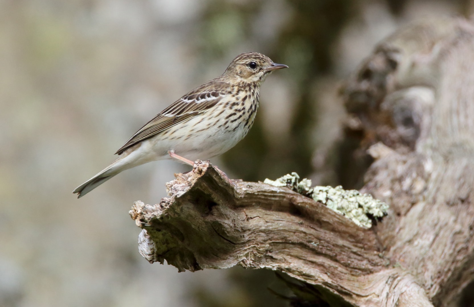 Tree Pipit by R Thew - BirdGuides