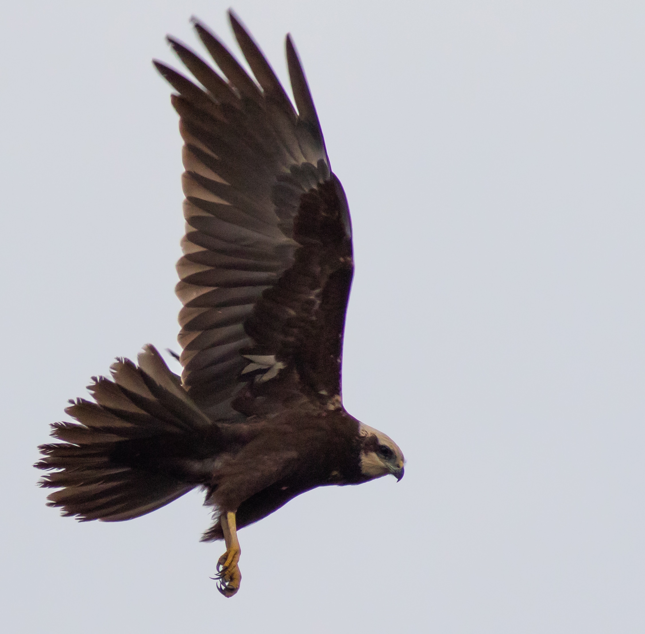 Western Marsh Harrier by Martin Loftus - BirdGuides