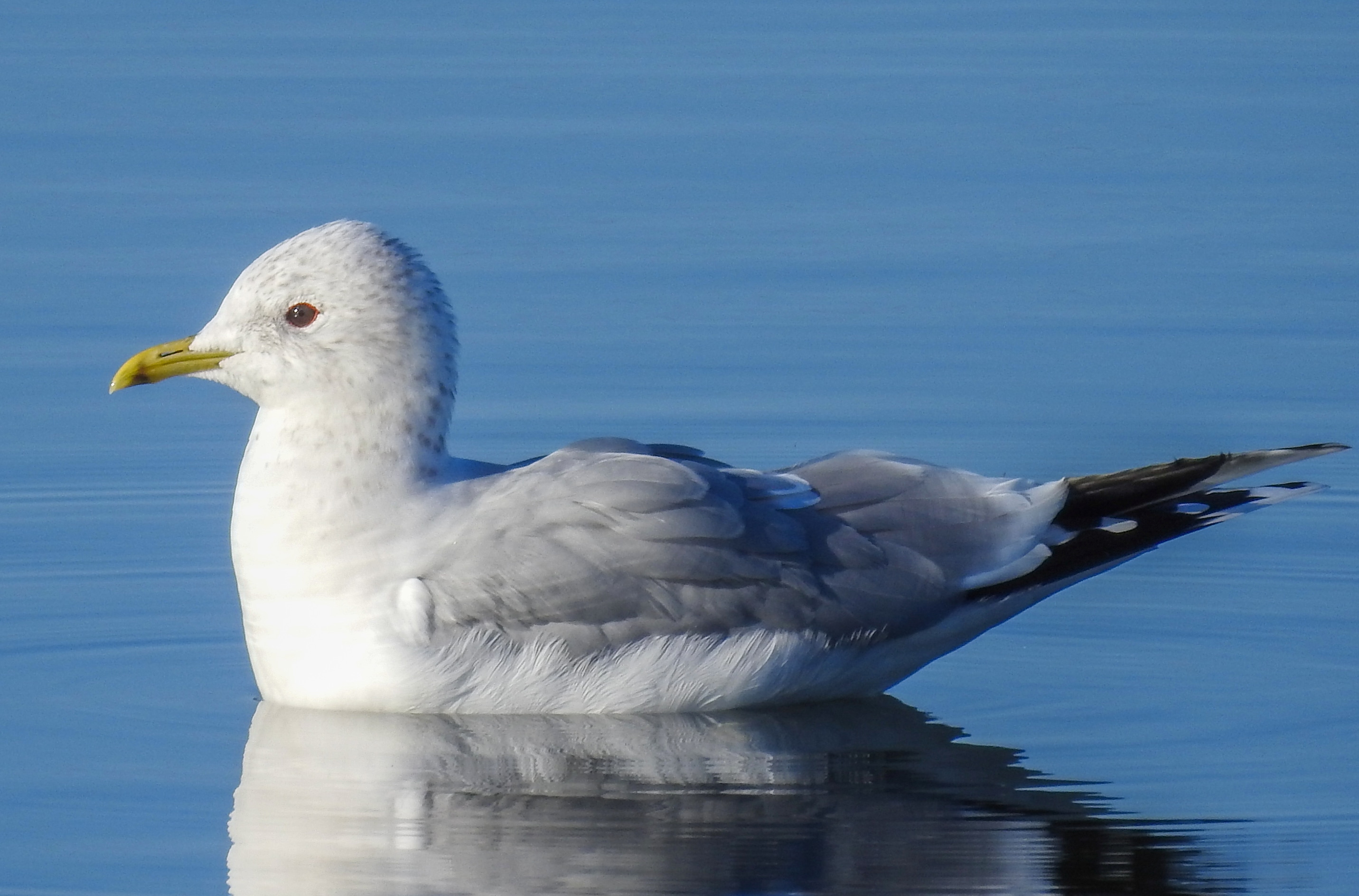 Common Gull by Martin Loftus - BirdGuides