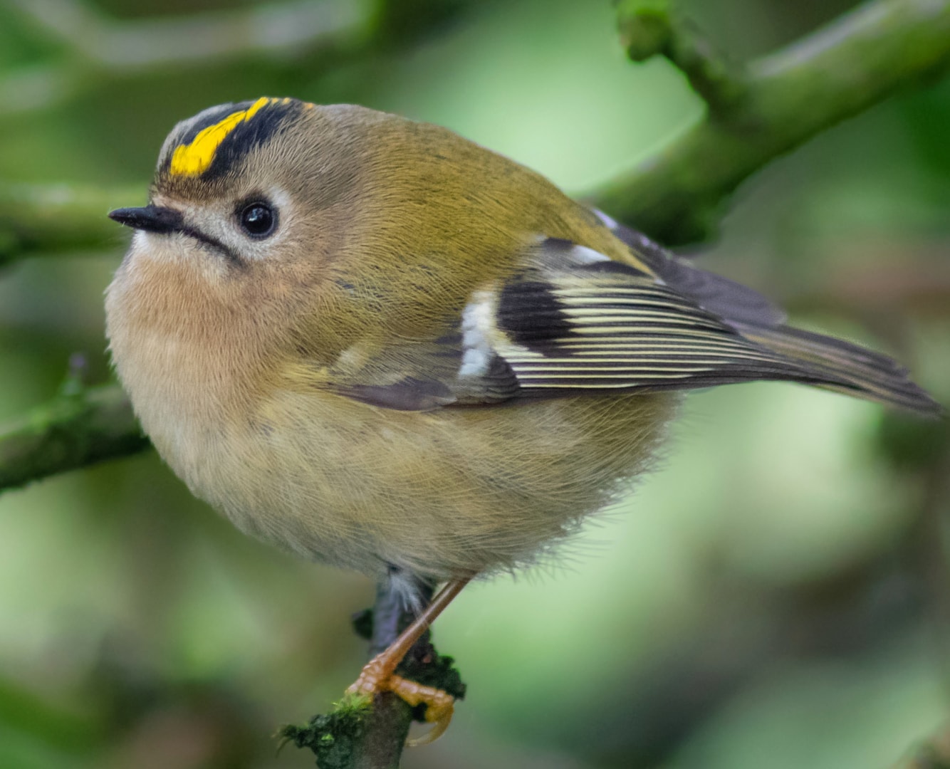 Goldcrest by Martin Loftus - BirdGuides