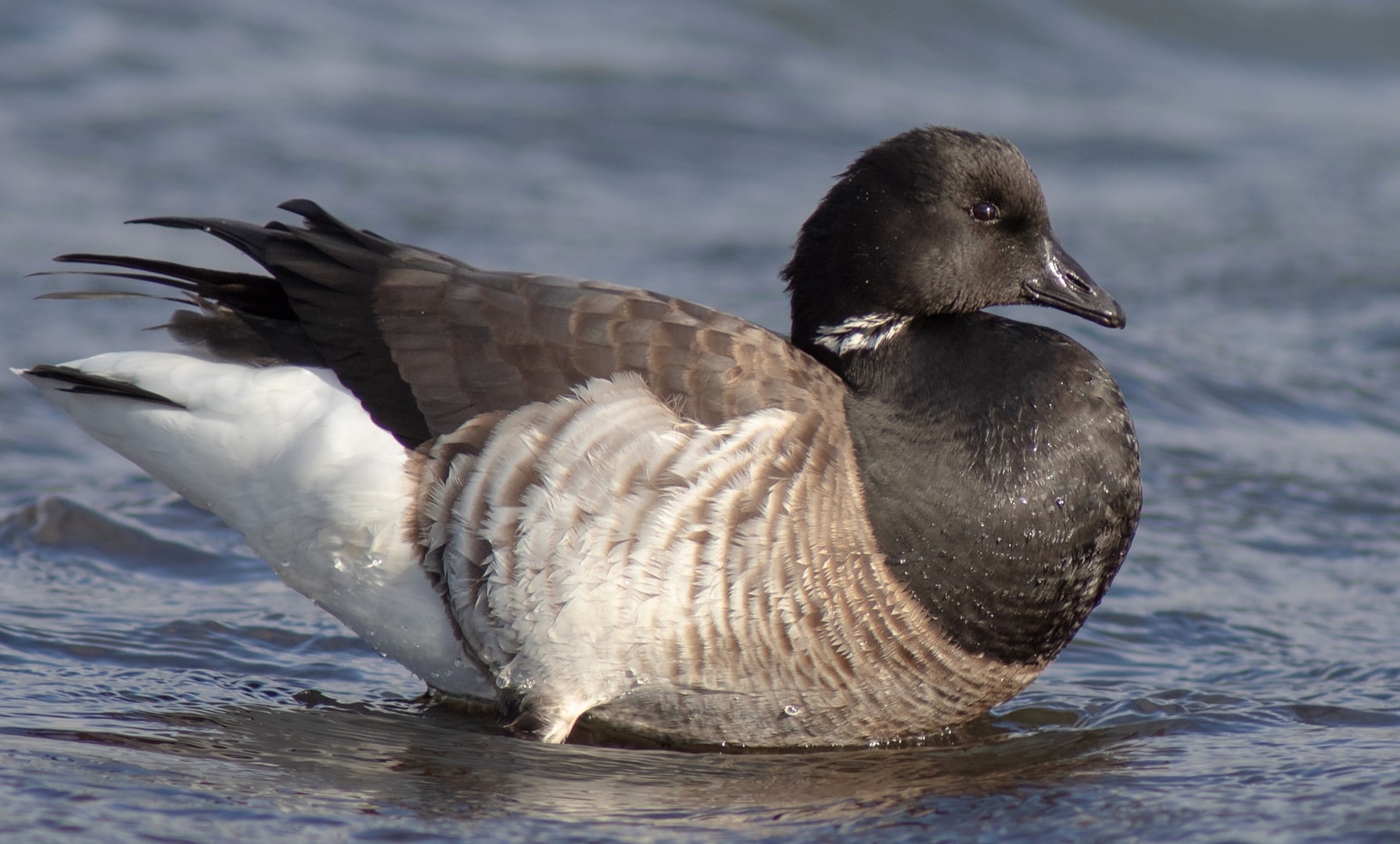 Pale-bellied Brent Goose by Martin Loftus - BirdGuides