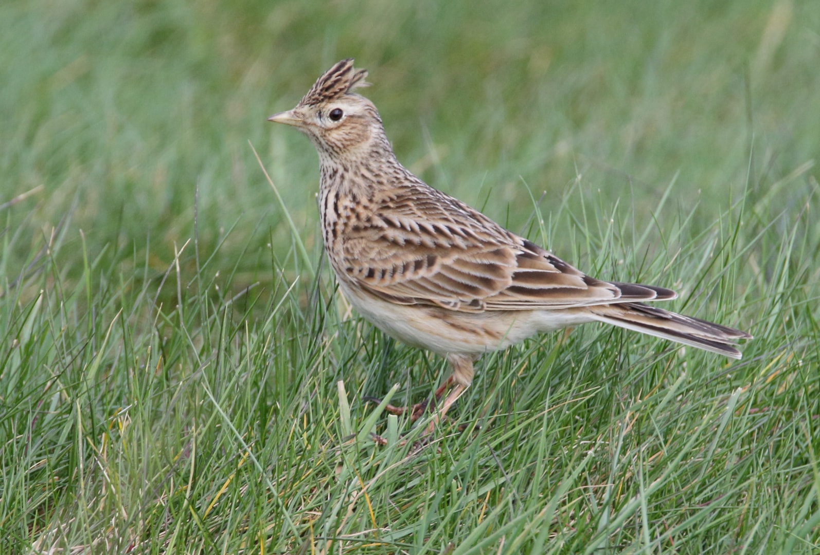 Eurasian Skylark by R Thew - BirdGuides