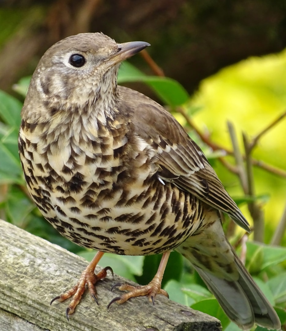 Mistle Thrush by rory blackburn - BirdGuides