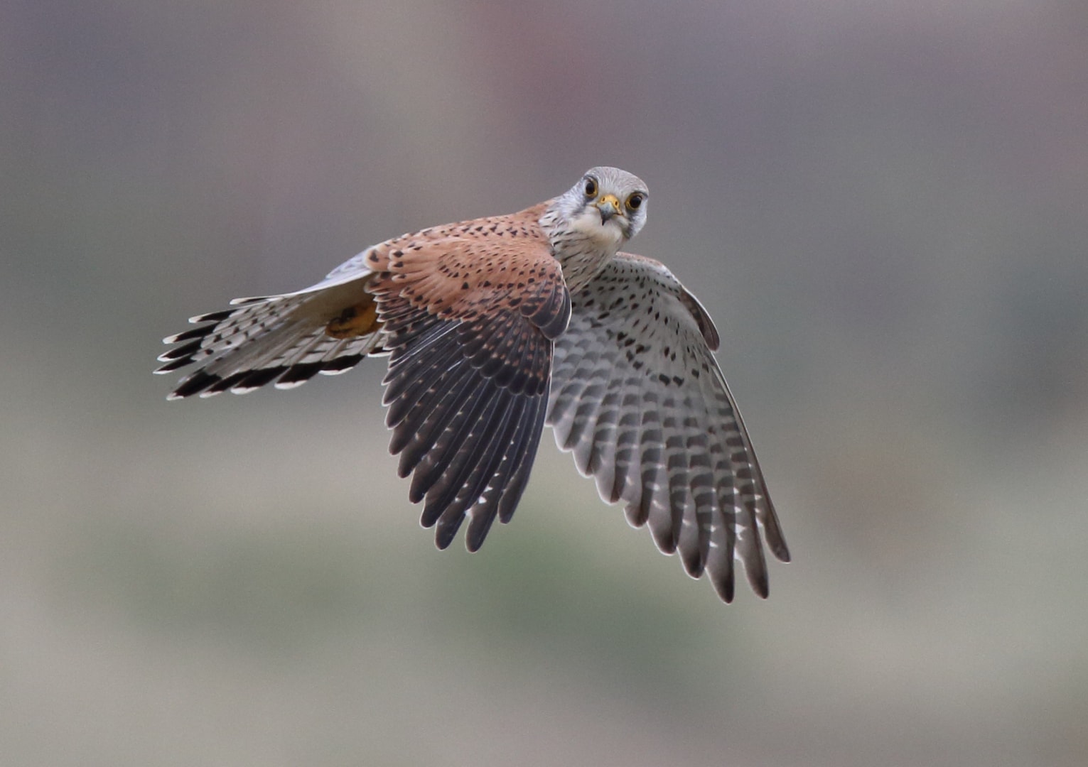 Common Kestrel by R Thew - BirdGuides