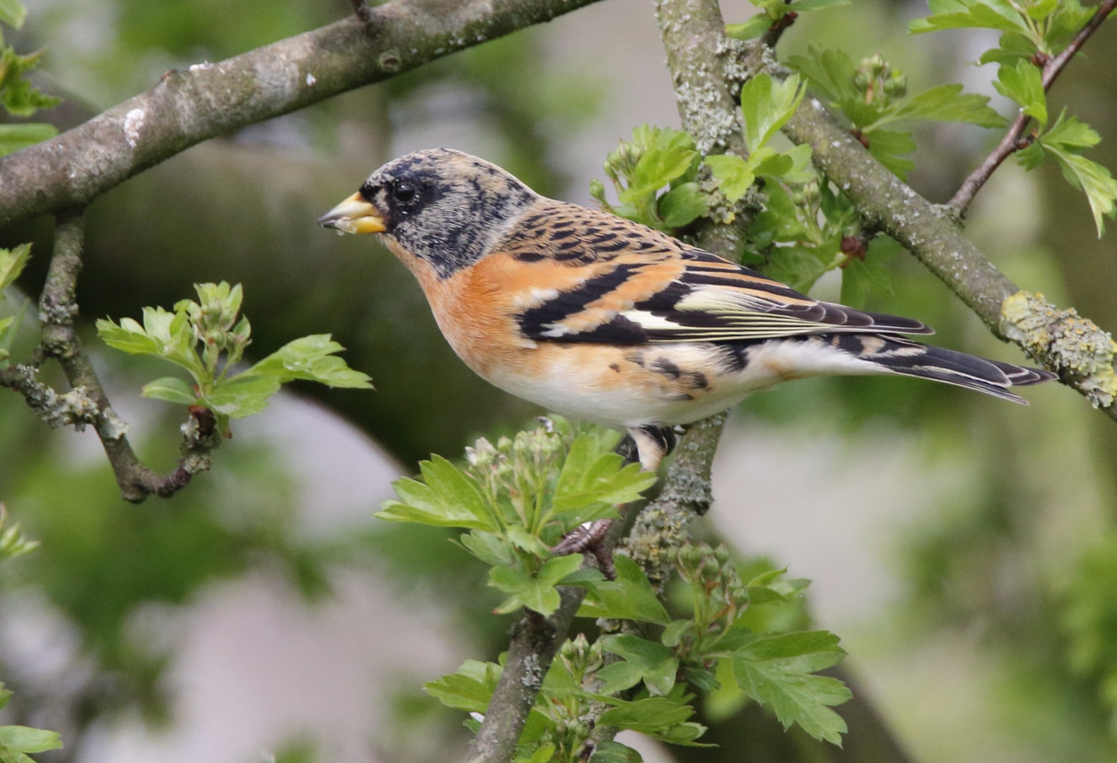Brambling by R Thew - BirdGuides