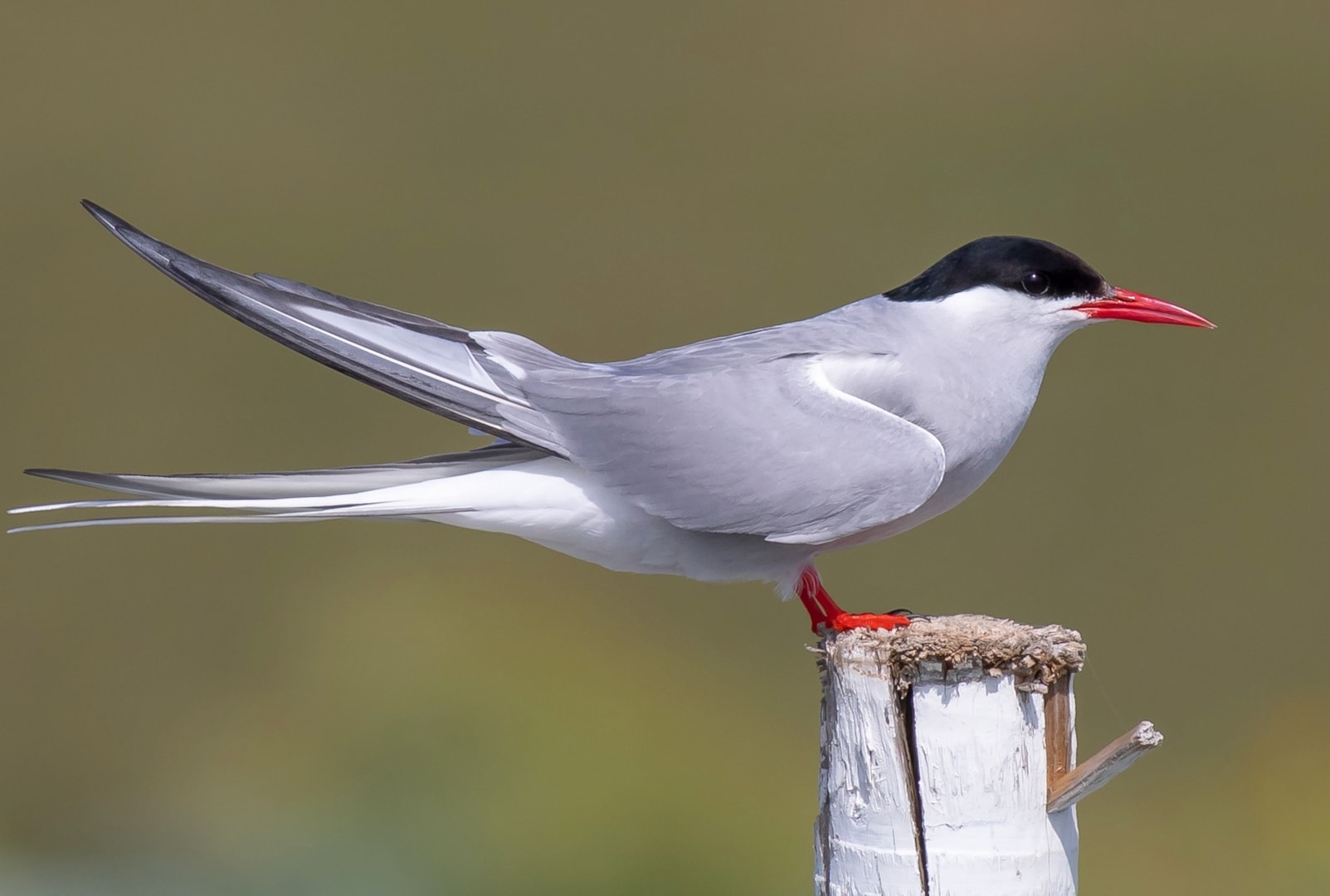 Arctic Tern by Martin Loftus - BirdGuides