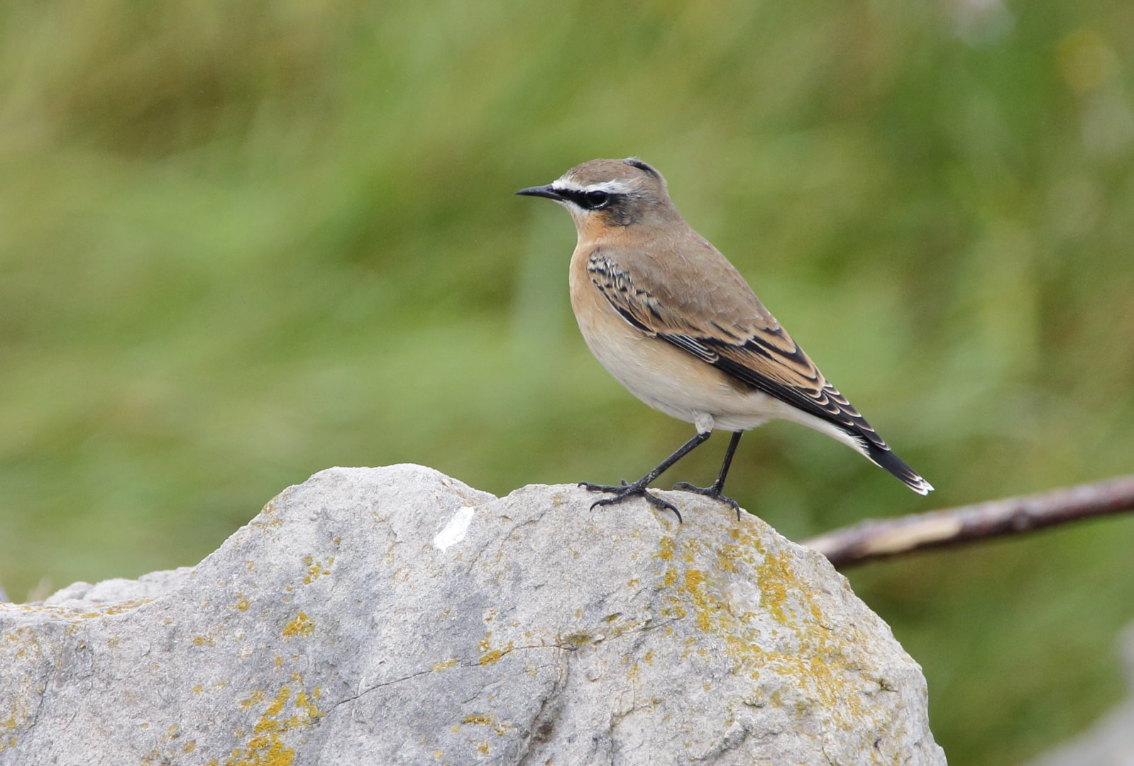 Northern Wheatear by R Thew - BirdGuides
