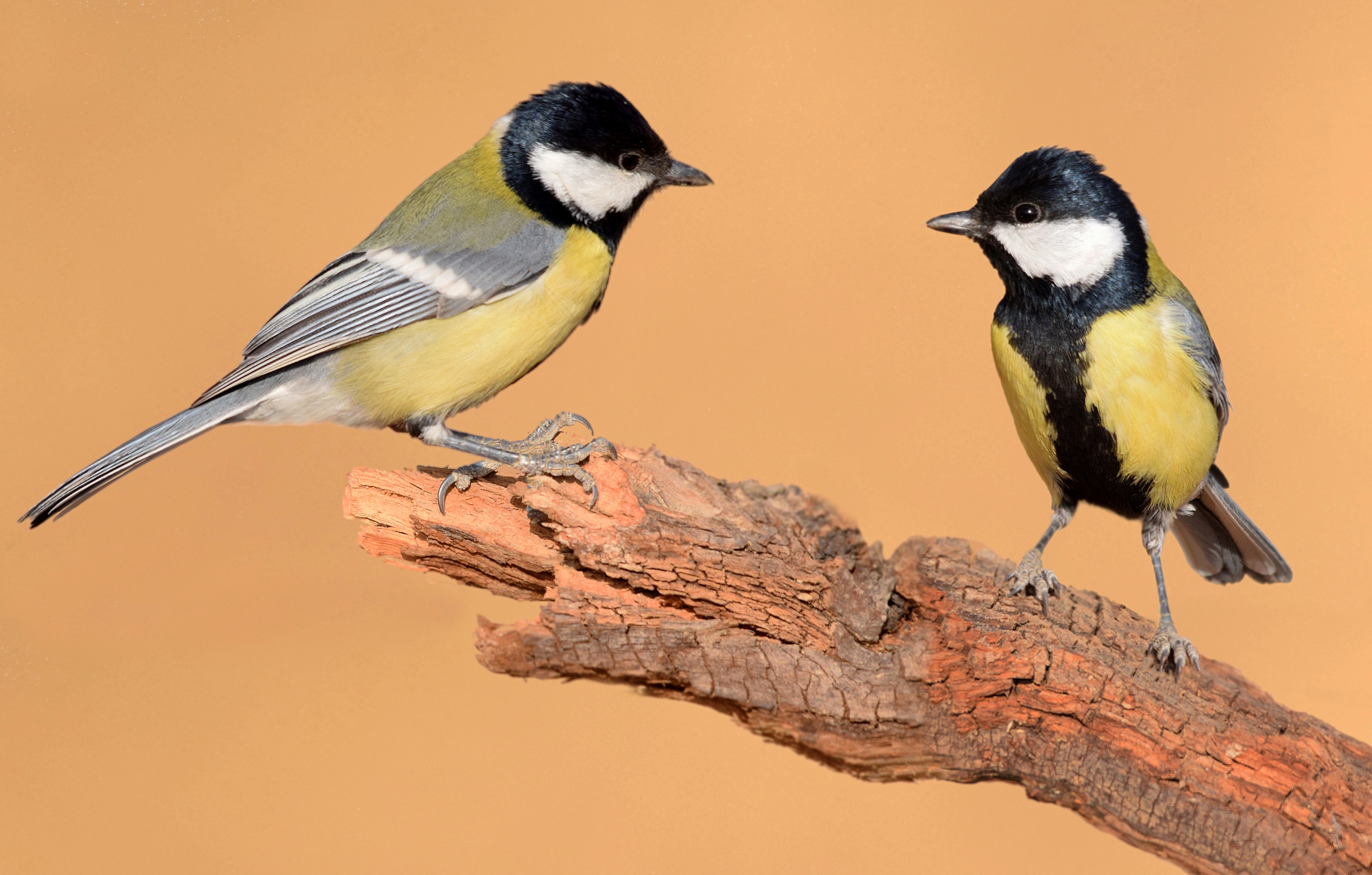 Artificial intelligence can recognise individual birds - BirdGuides