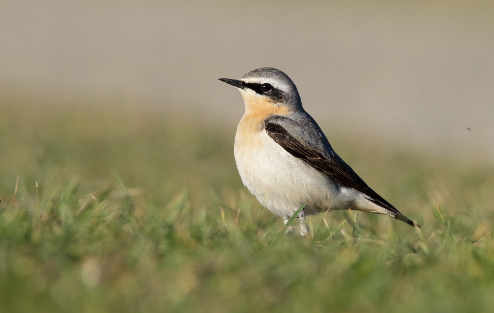 Northern Wheatear by R Thew - BirdGuides