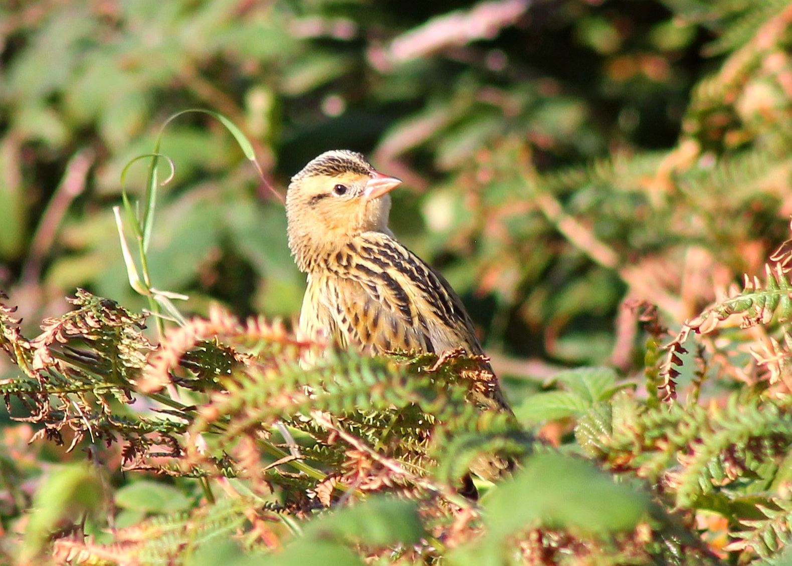 Birdwatching Sites in Donegal - BirdGuides