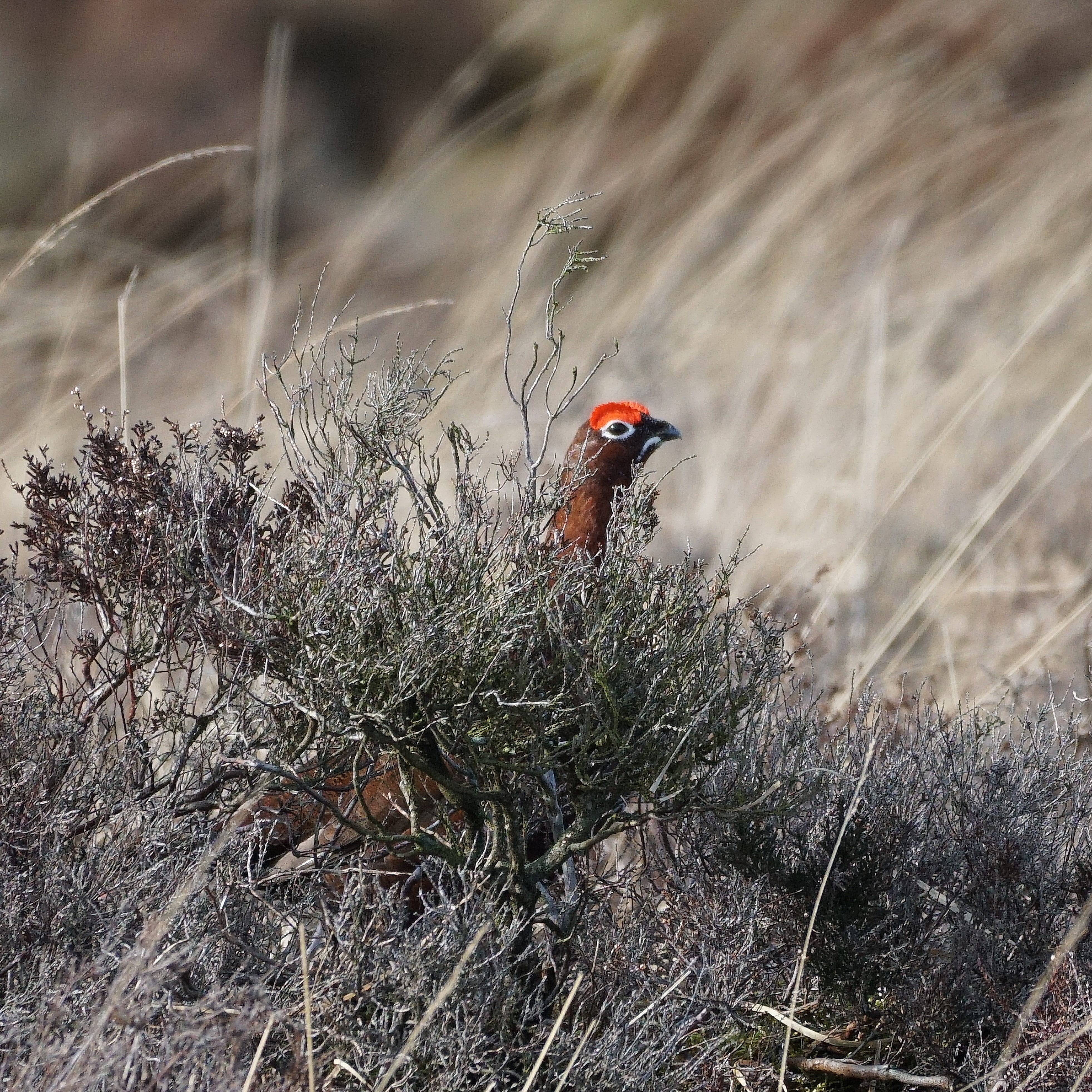 Birdwatching Sites in Cumbria - BirdGuides