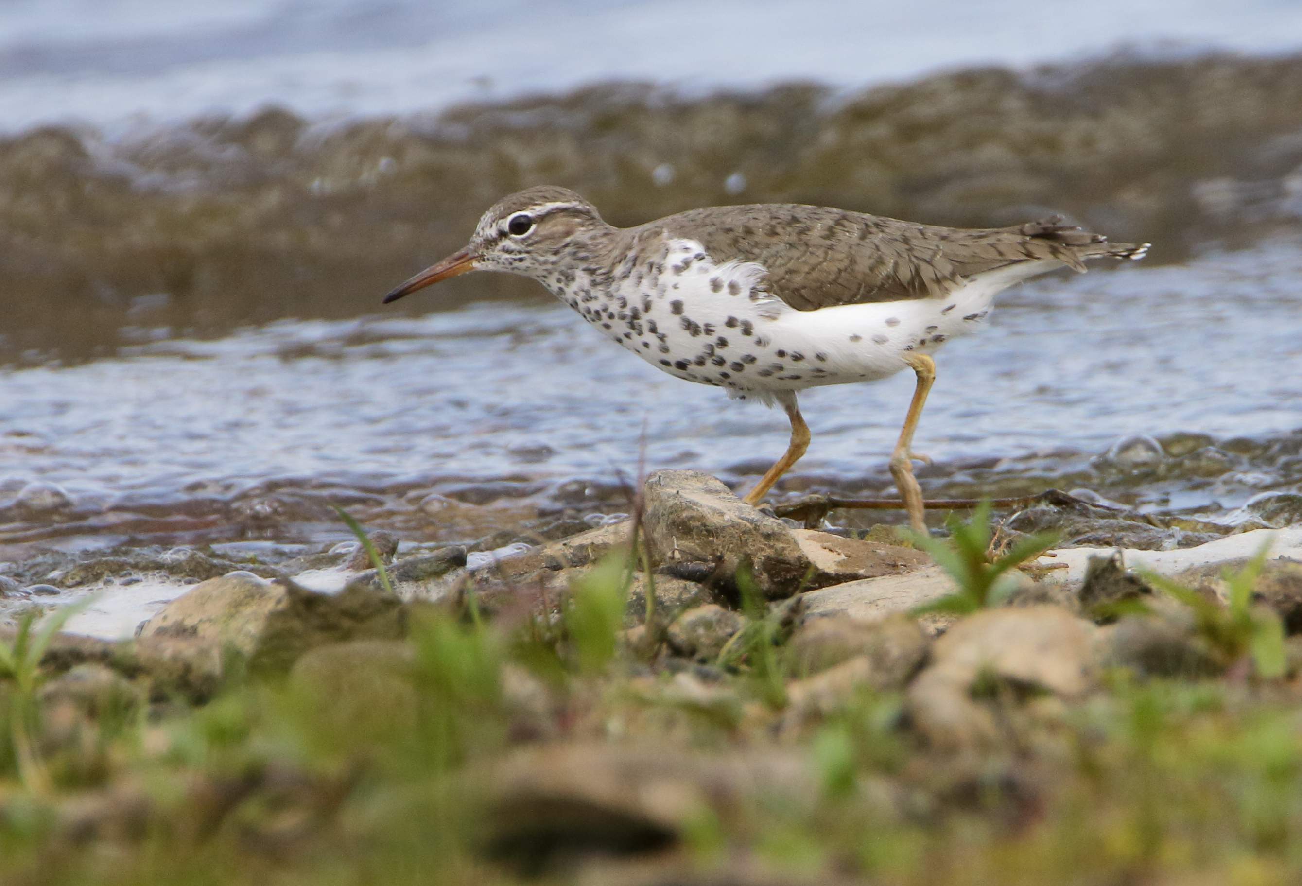 Manchester birding hot-spot threatened by development - BirdGuides