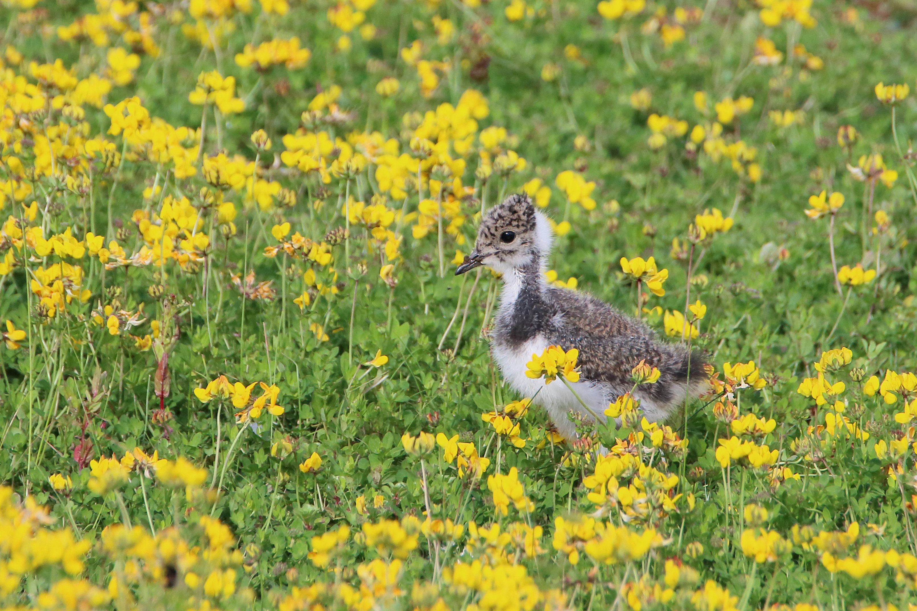 Breeding waders on the rise at Saltholme RSPB - BirdGuides