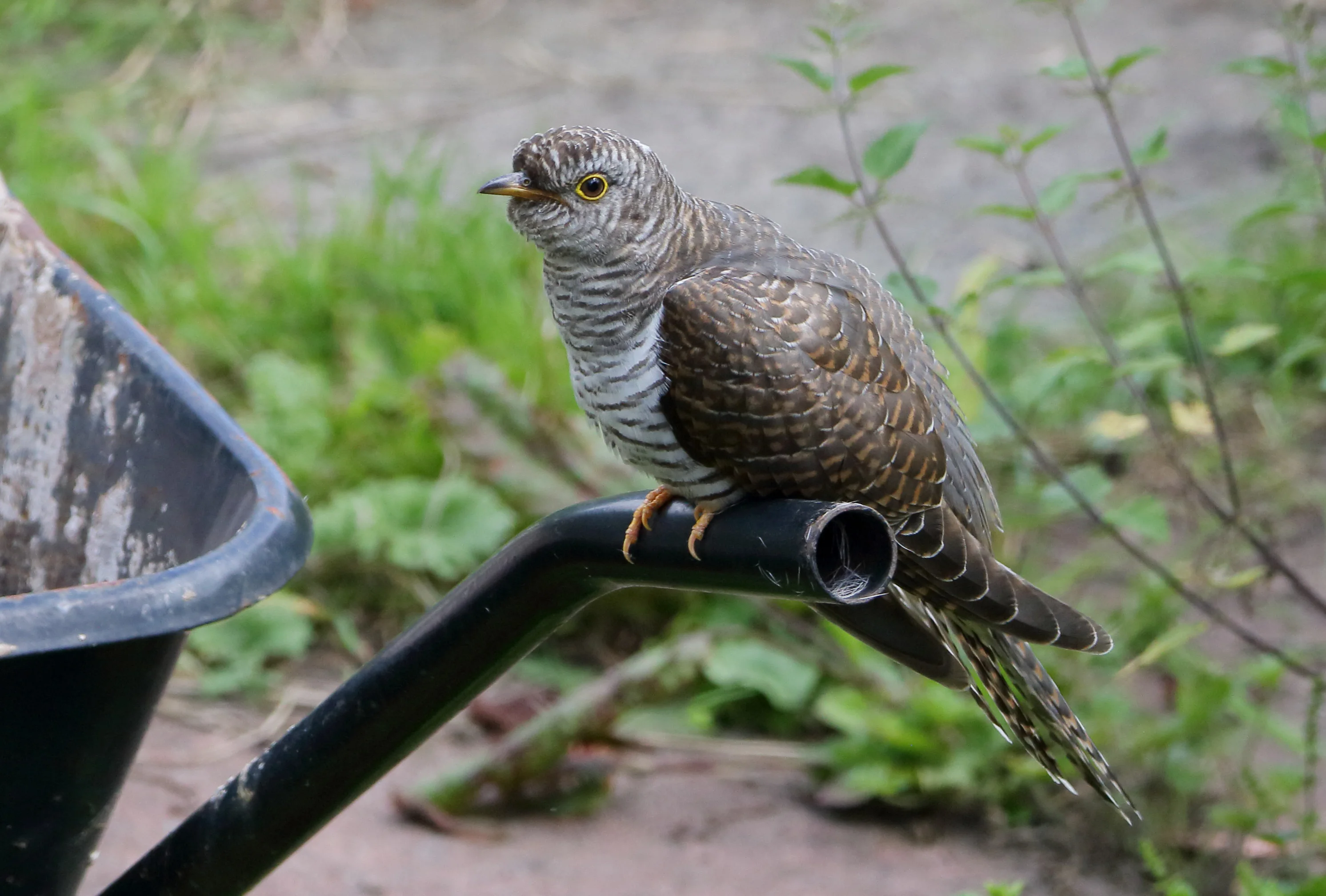 Details : Common Cuckoo - BirdGuides