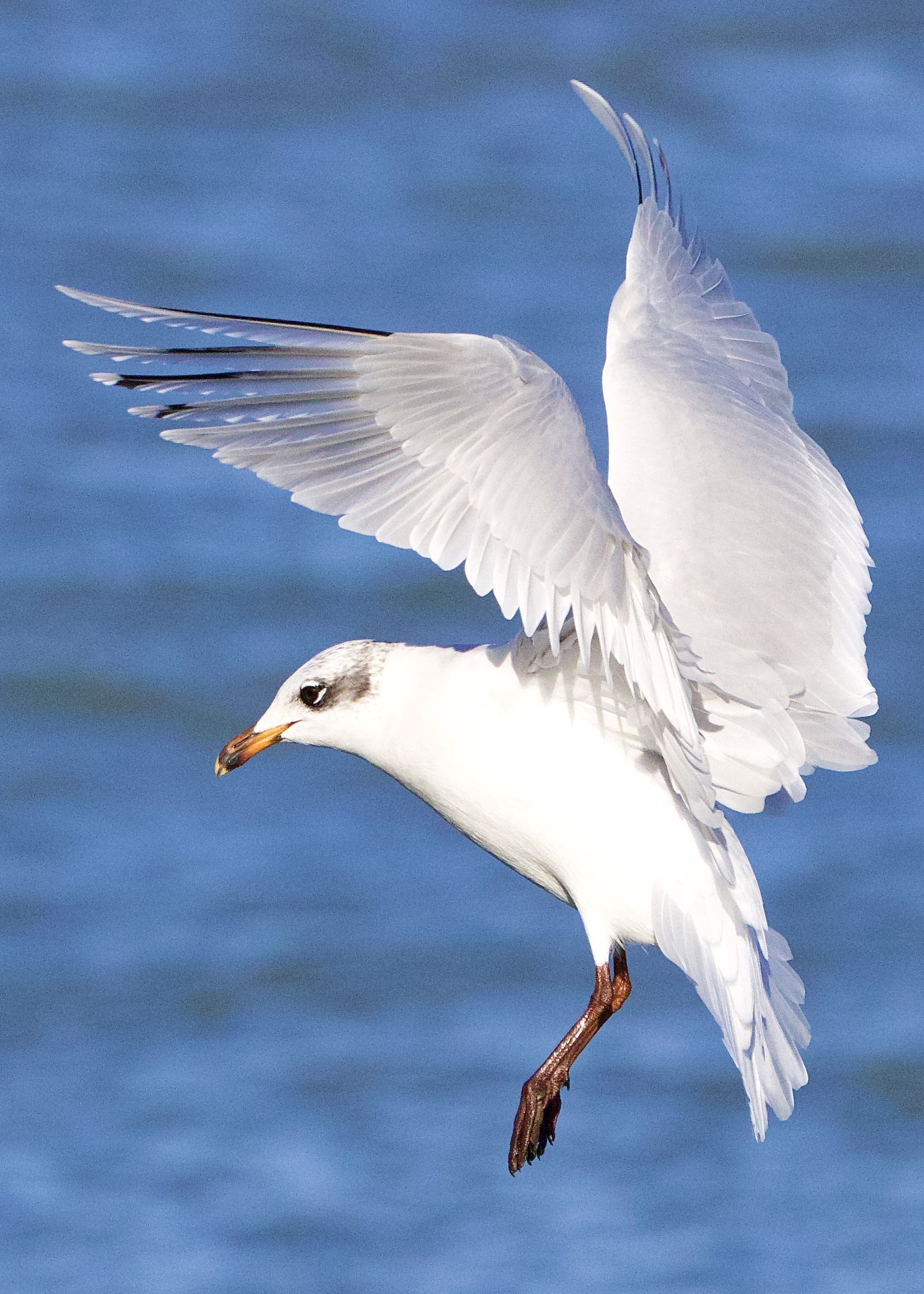 Mediterranean Gull by Nathaniel Dargue - BirdGuides