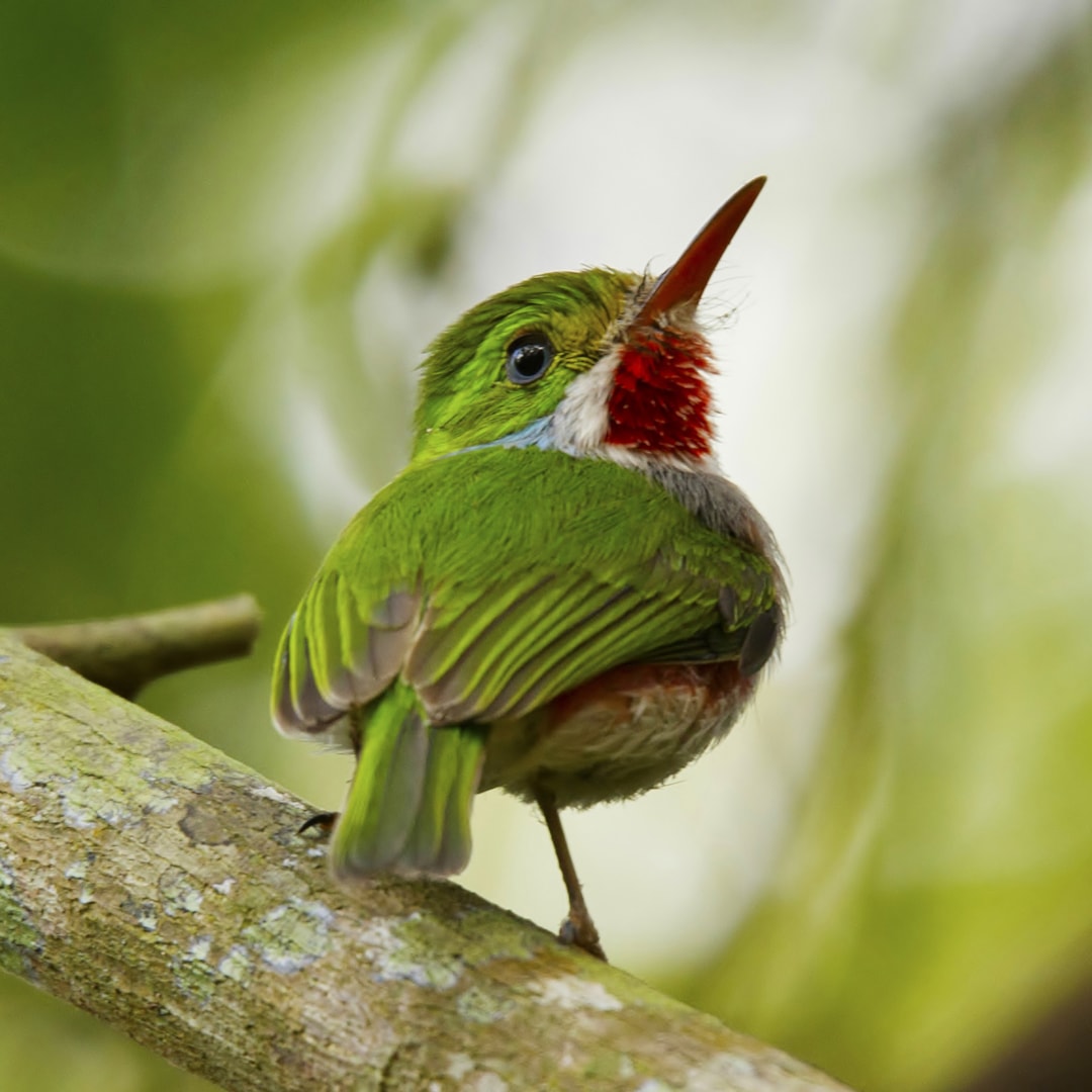 Cuban Tody by Clive Daelman - BirdGuides