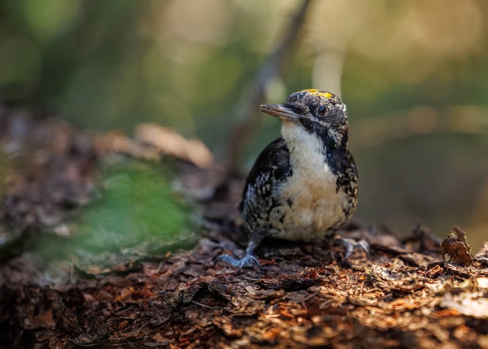American Three-toed Woodpecker by Danielle Burgess - BirdGuides