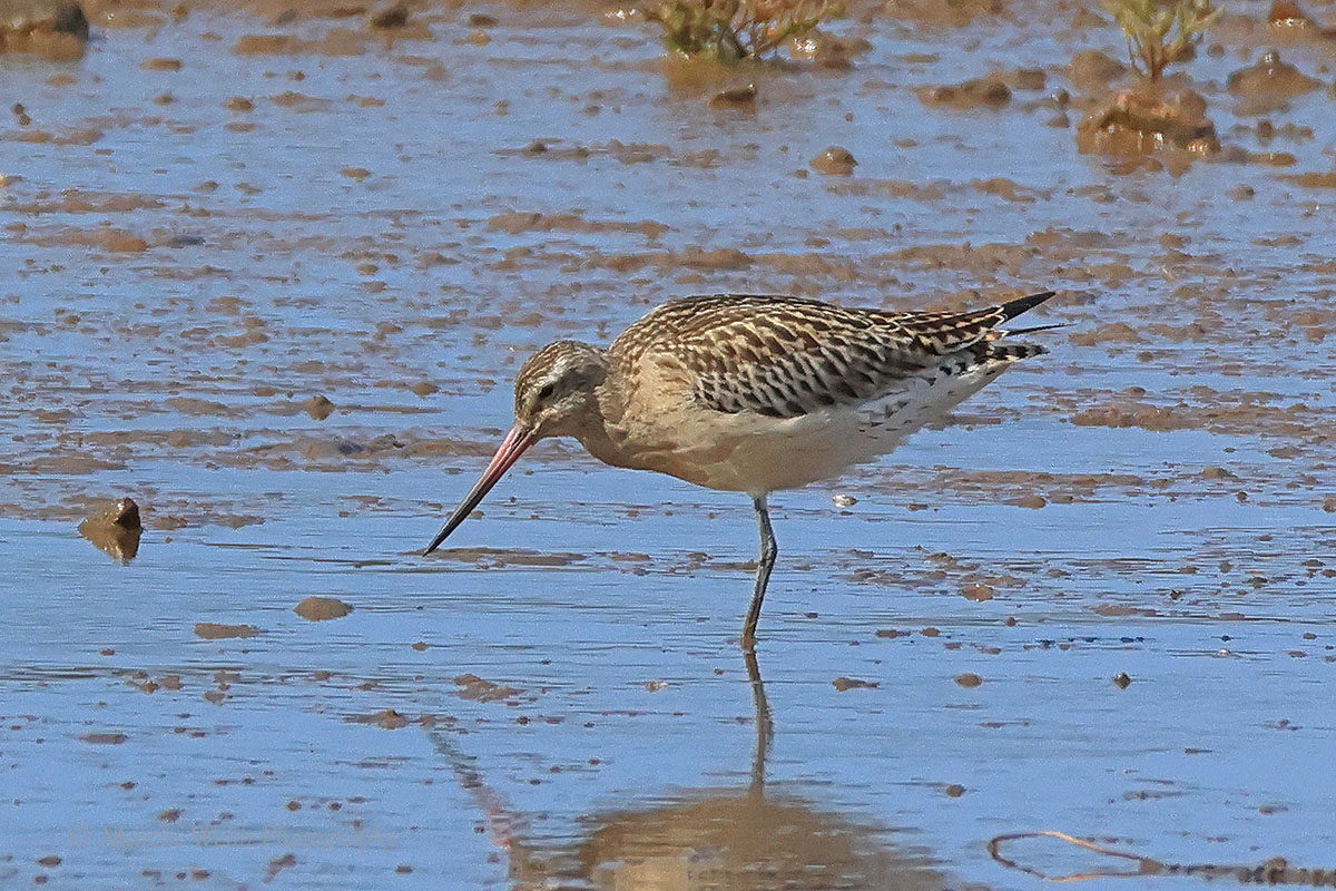 Bar-tailed Godwit by Martin Webb - BirdGuides