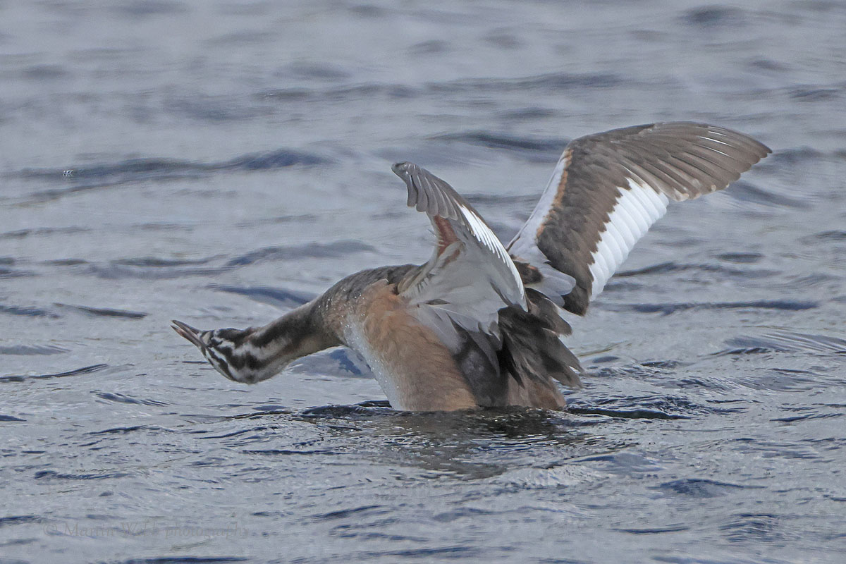 Great Crested Grebe by Martin Webb - BirdGuides
