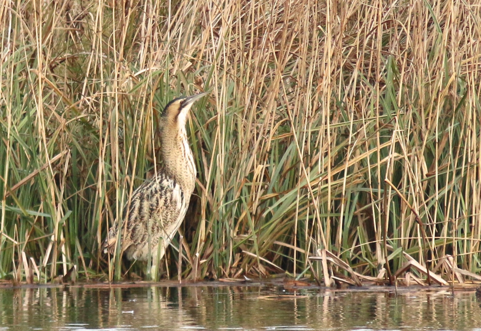 Eurasian Bittern by John Murray - BirdGuides