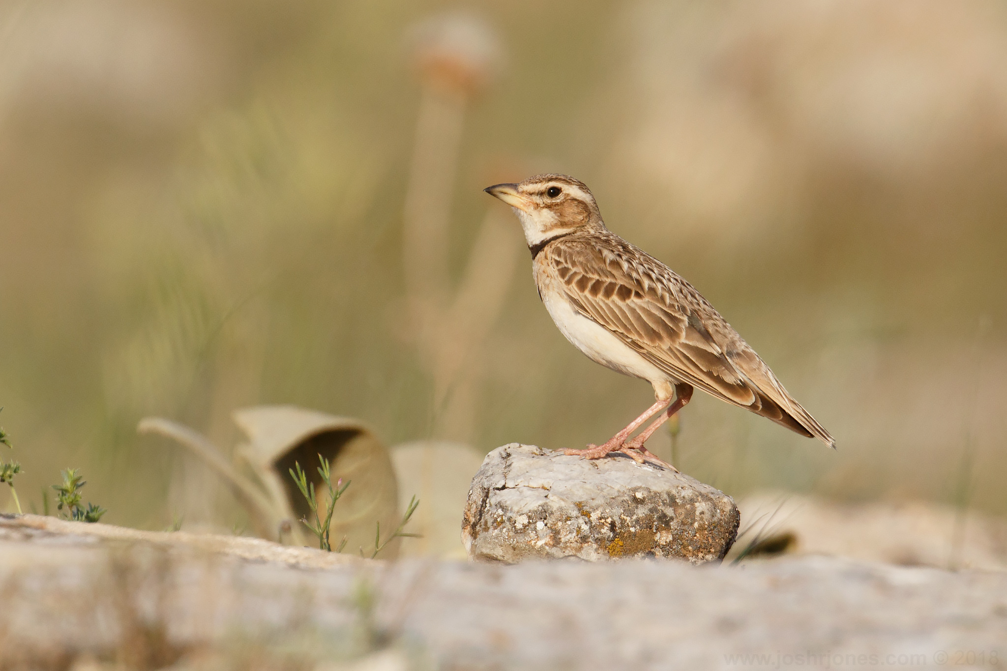 Details : Bimaculated Lark - BirdGuides