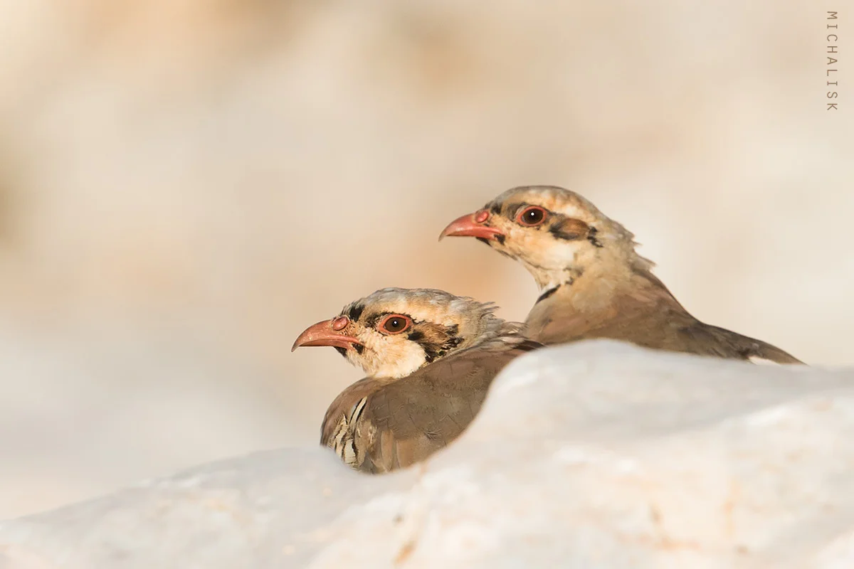 Details : Chukar Partridge - BirdGuides