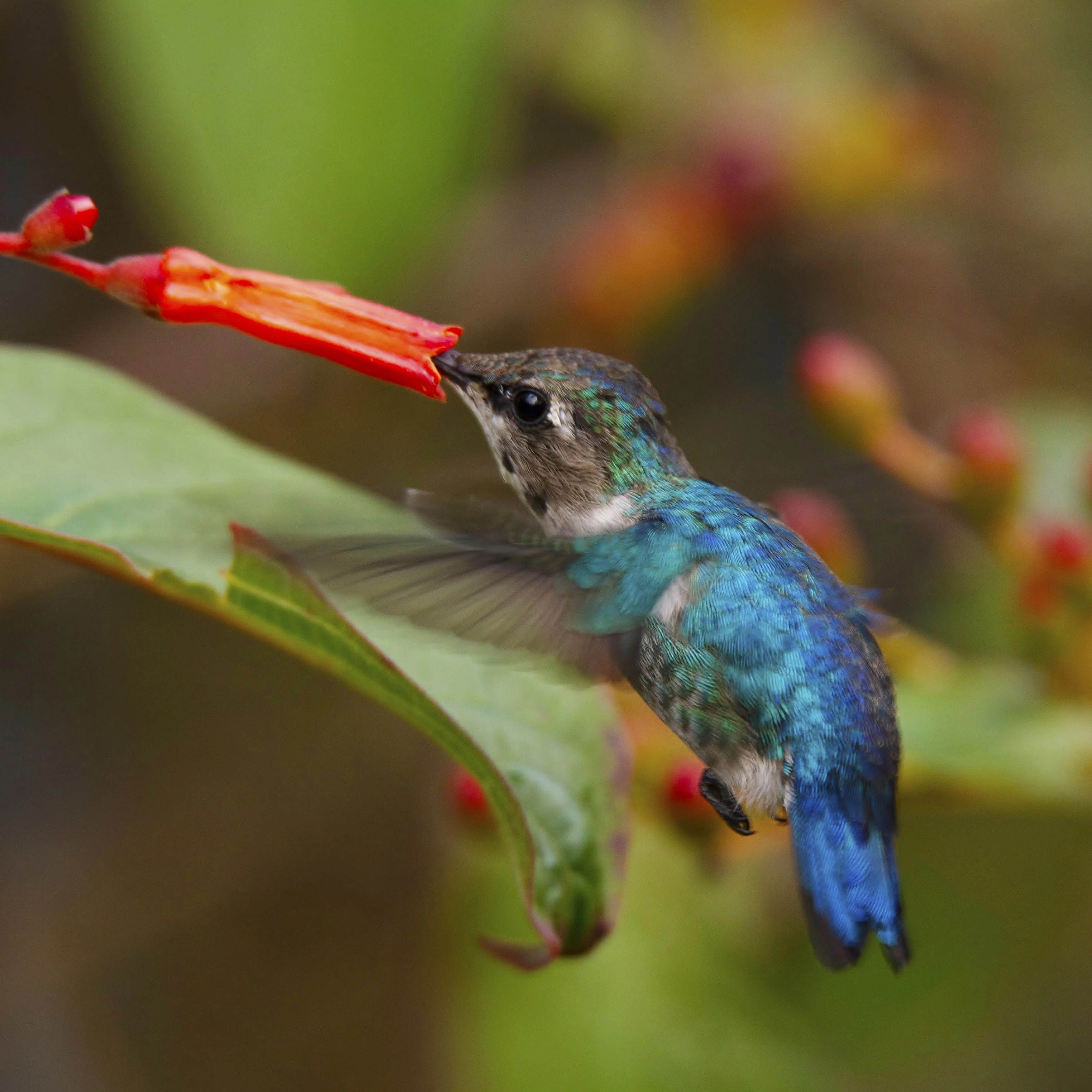 Details : Bee Hummingbird - BirdGuides