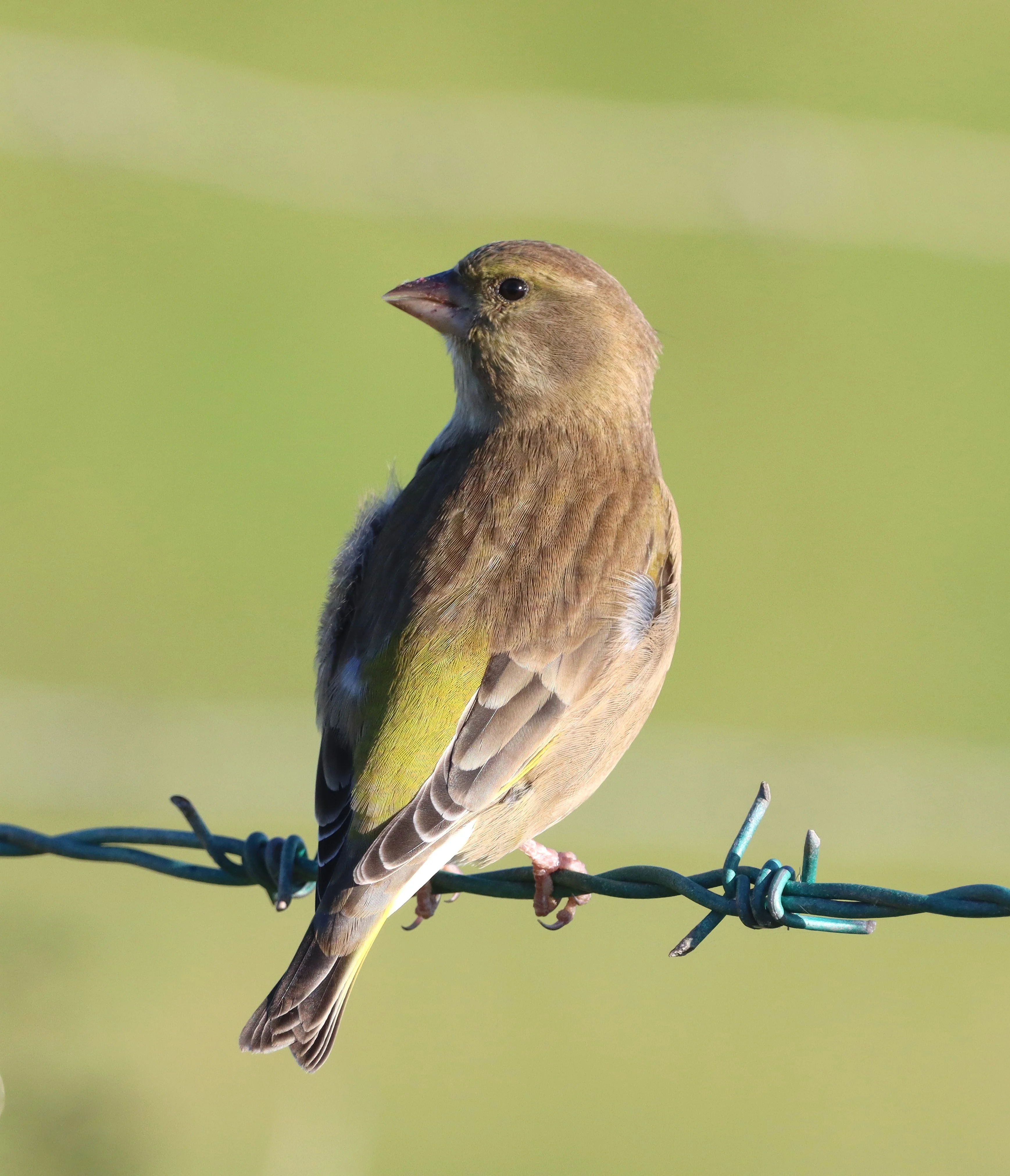 Details : Greenfinch - BirdGuides