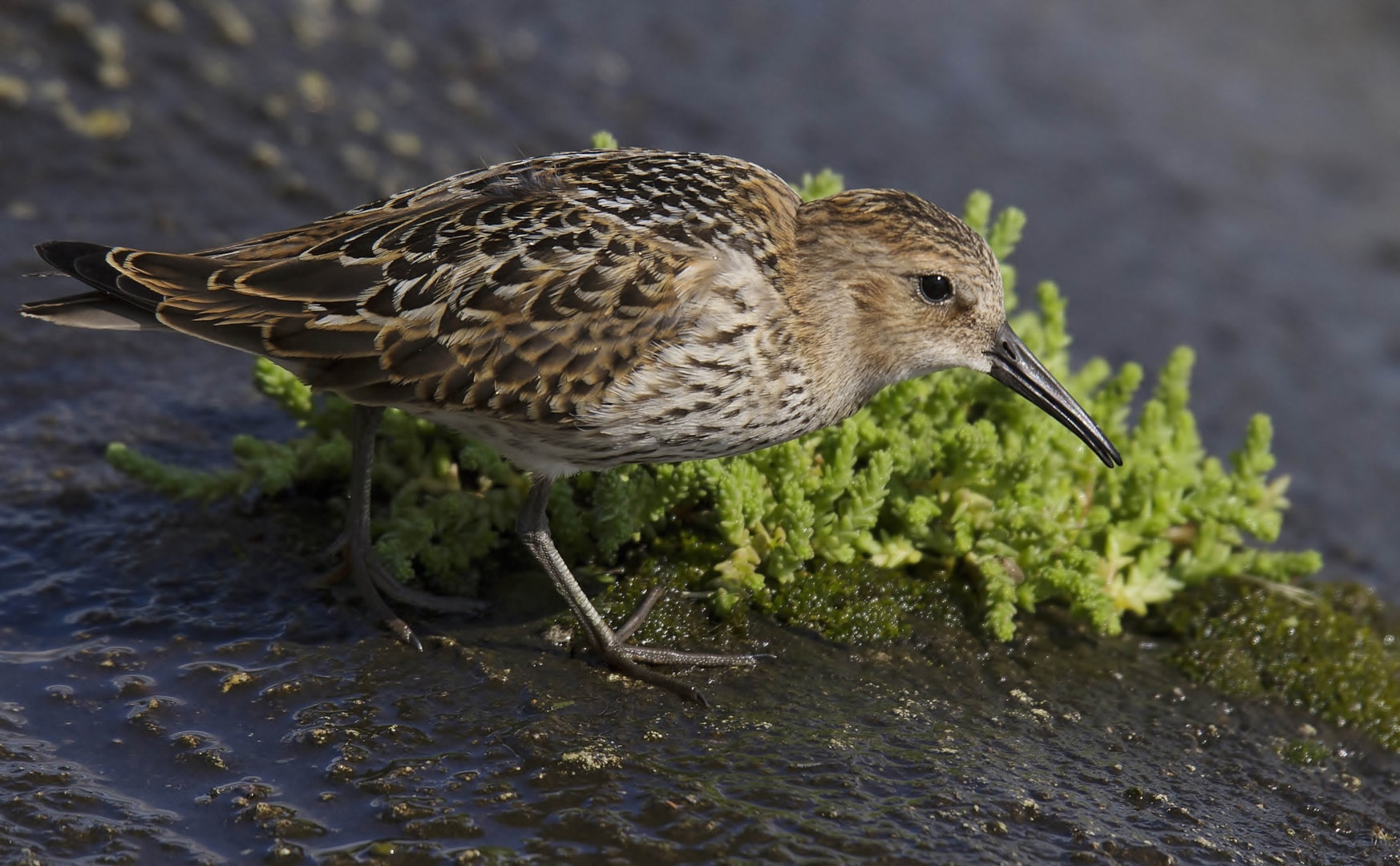 Dunlin by Clive Daelman - BirdGuides