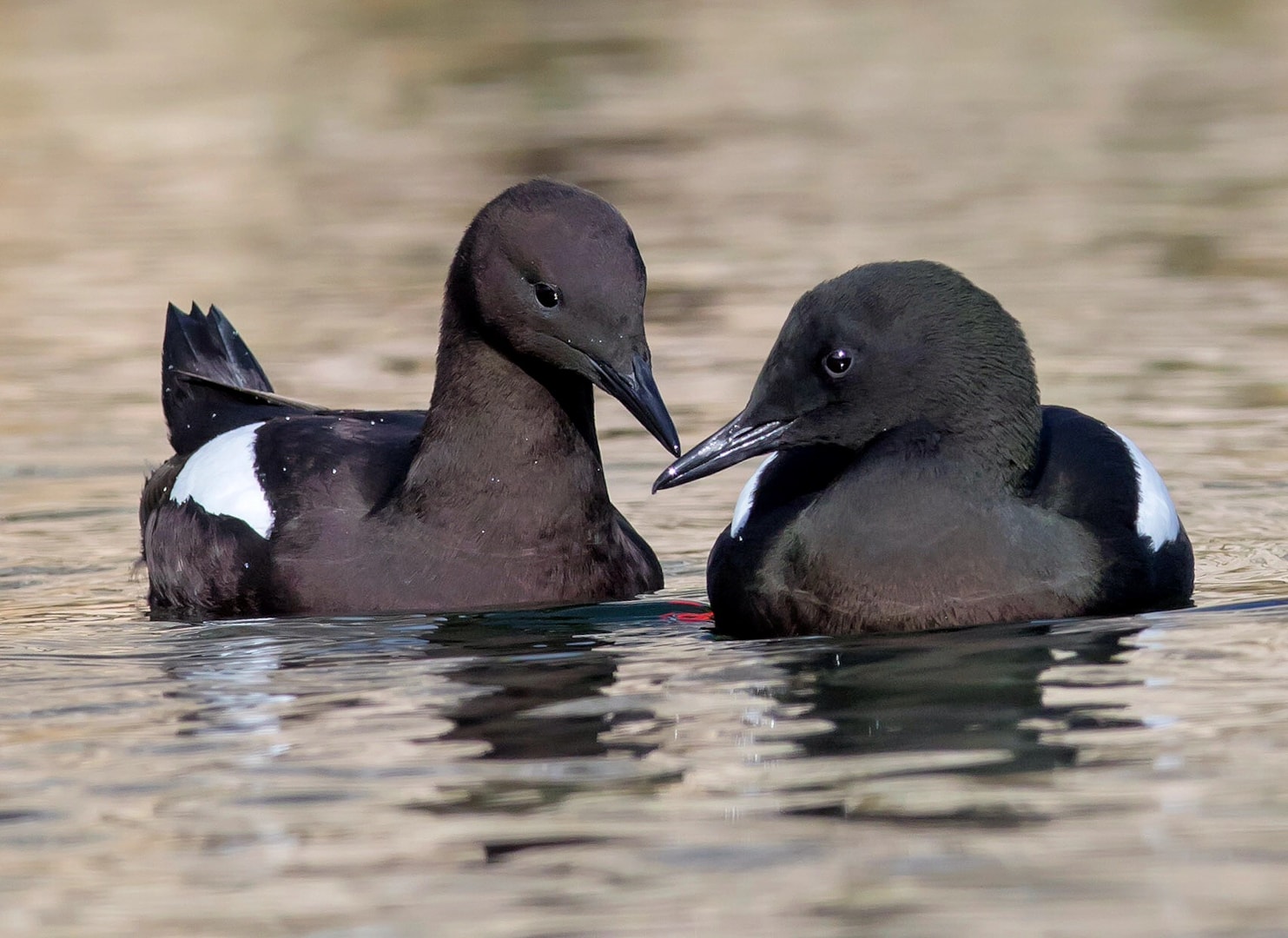 Black Guillemot by Ian Dickey - BirdGuides