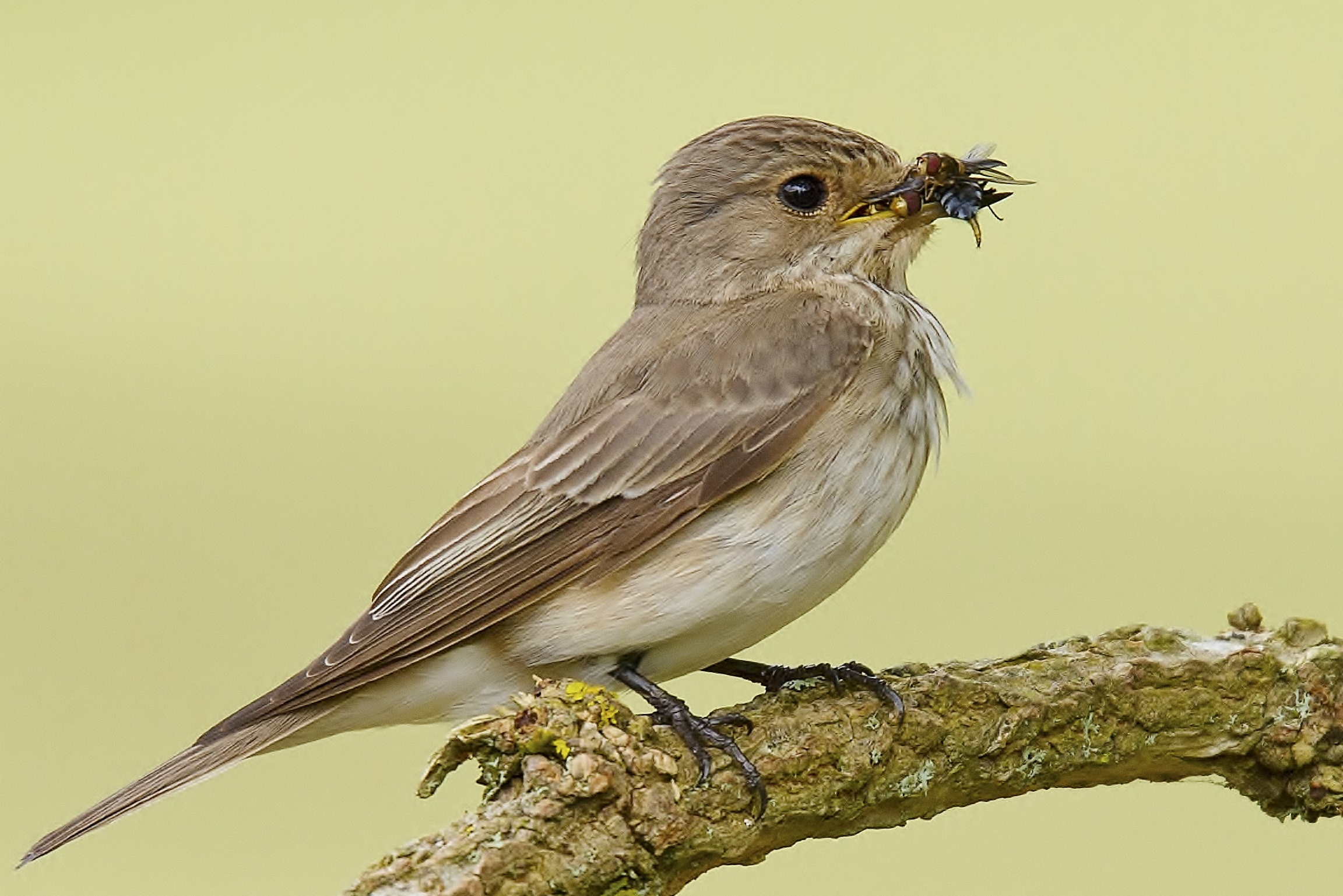 Details : Spotted Flycatcher - BirdGuides