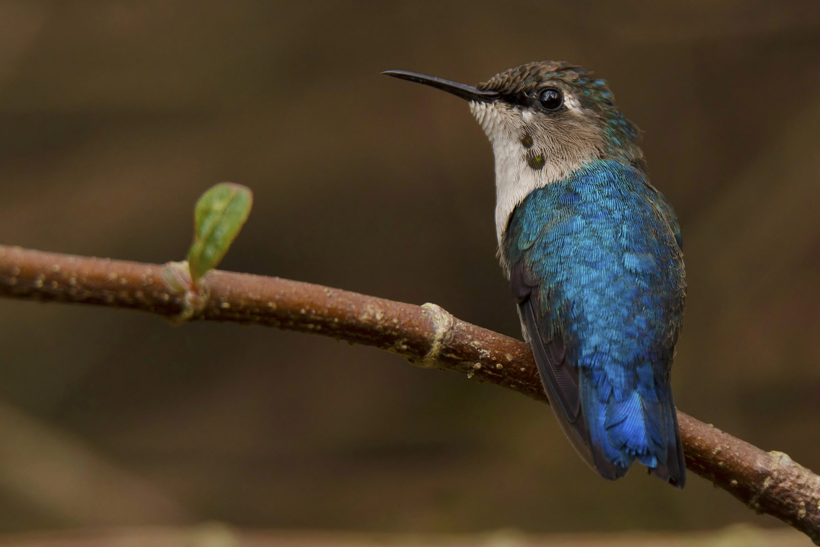 Details : Bee Hummingbird - BirdGuides