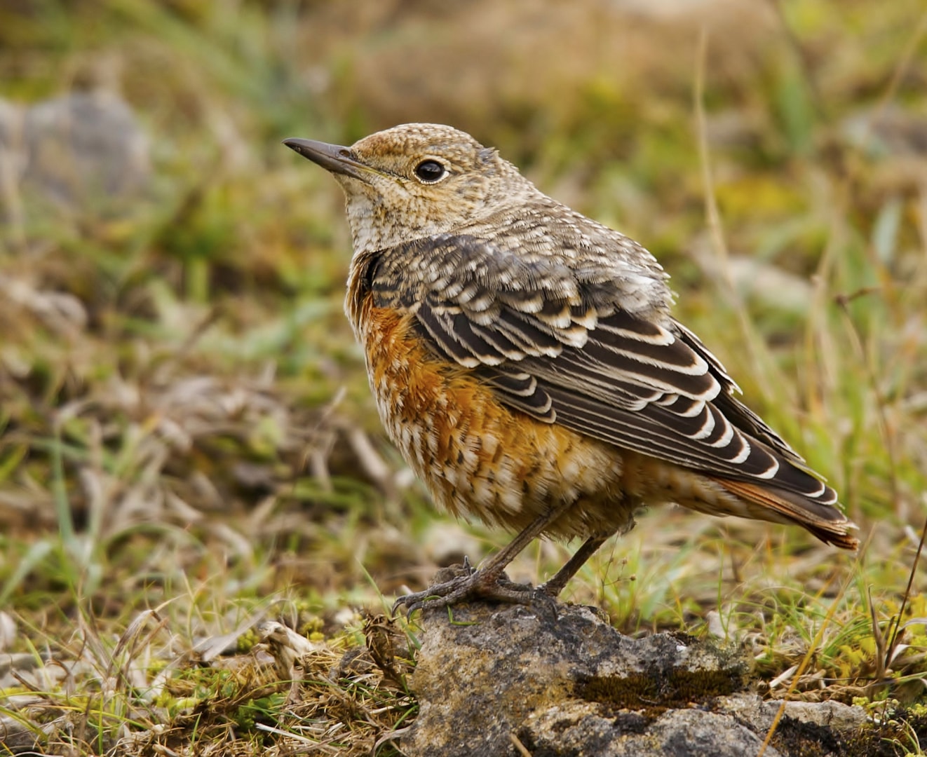 Common Rock Thrush by Clive Daelman - BirdGuides