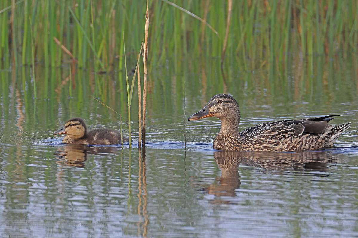Mallard by Martin Webb - BirdGuides