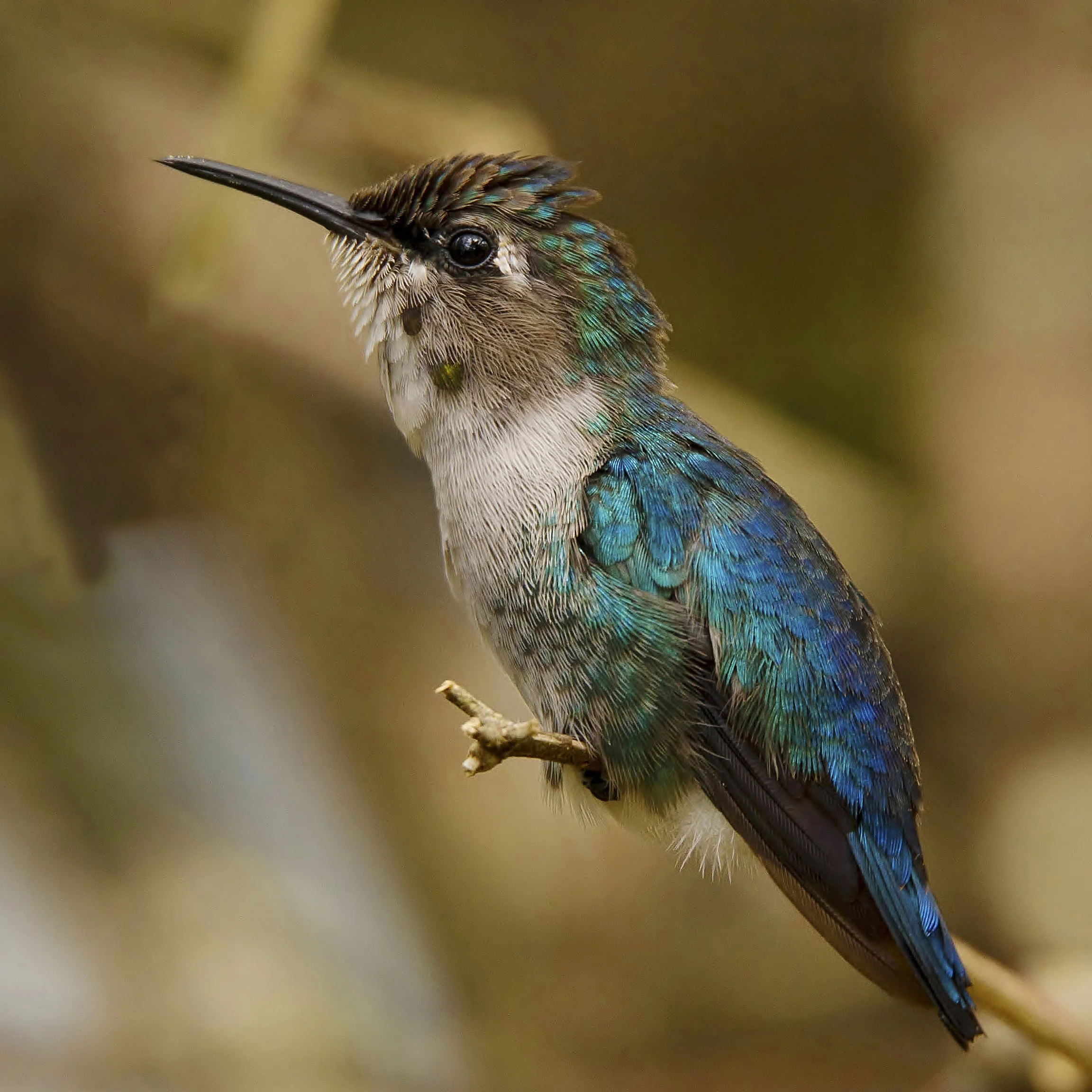 Details : Bee Hummingbird - BirdGuides