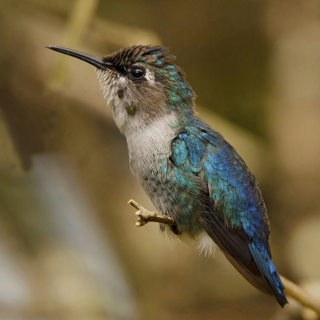 Bee Hummingbird by Clive Daelman - BirdGuides