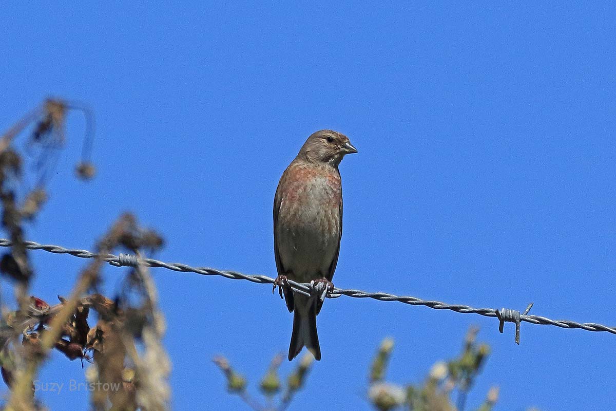 Common Linnet by Suzy Bristow - BirdGuides