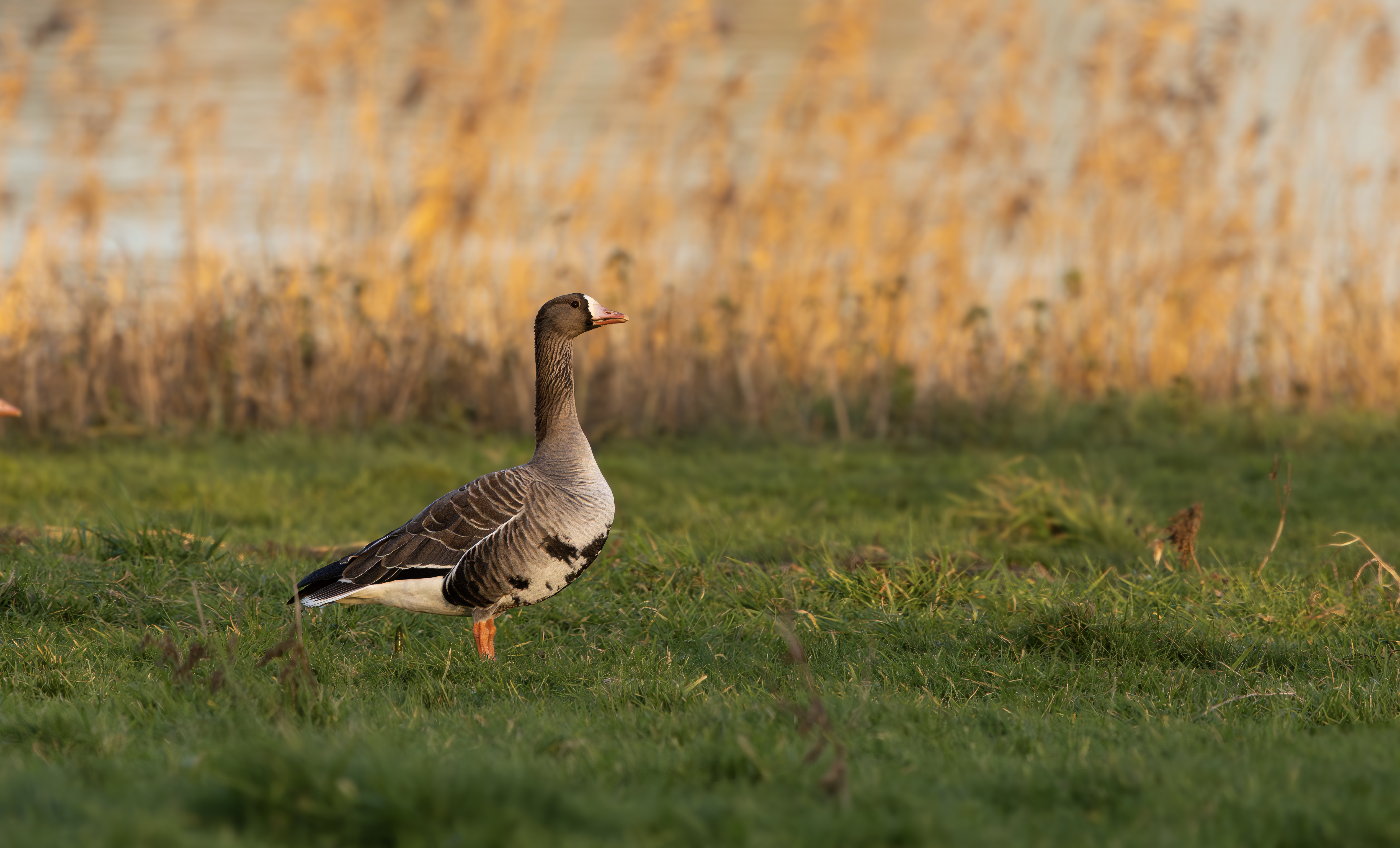 Russian White-fronted Goose by Miles Cluff - BirdGuides