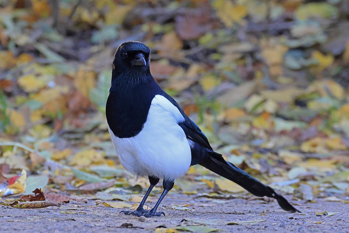 Magpie by Suzy Bristow - BirdGuides