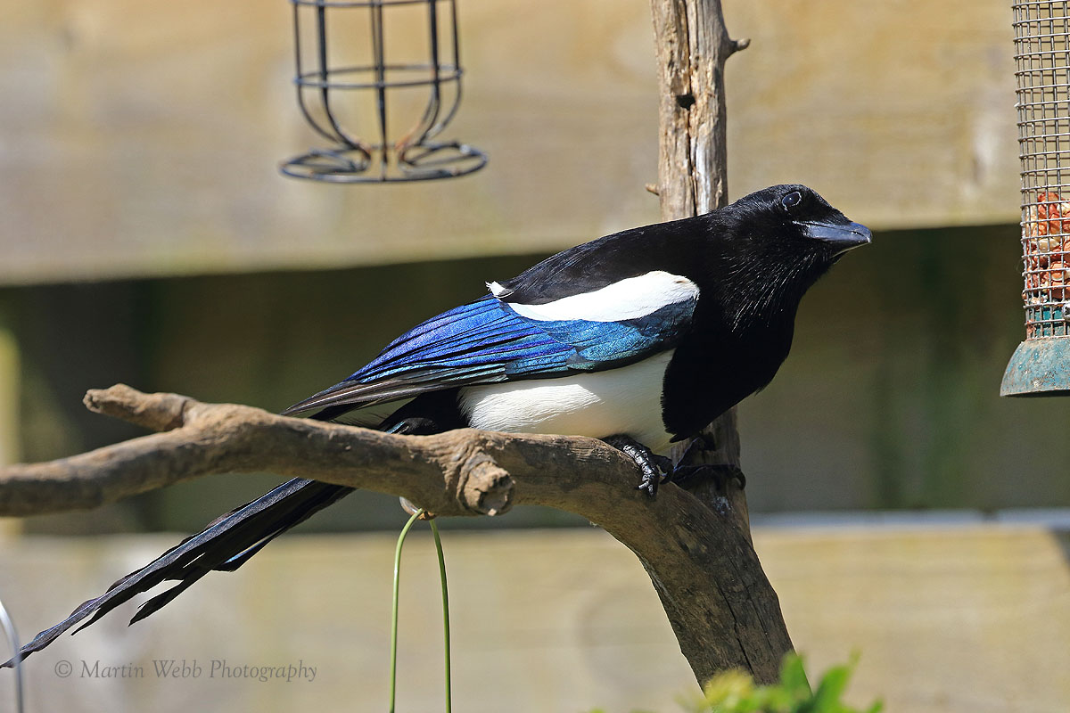 Magpie by Martin Webb - BirdGuides
