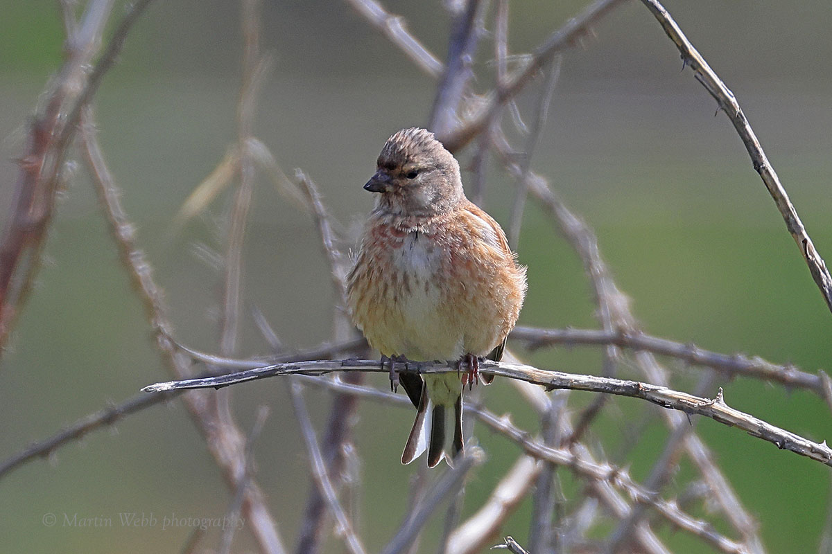 Common Linnet by Martin Webb - BirdGuides
