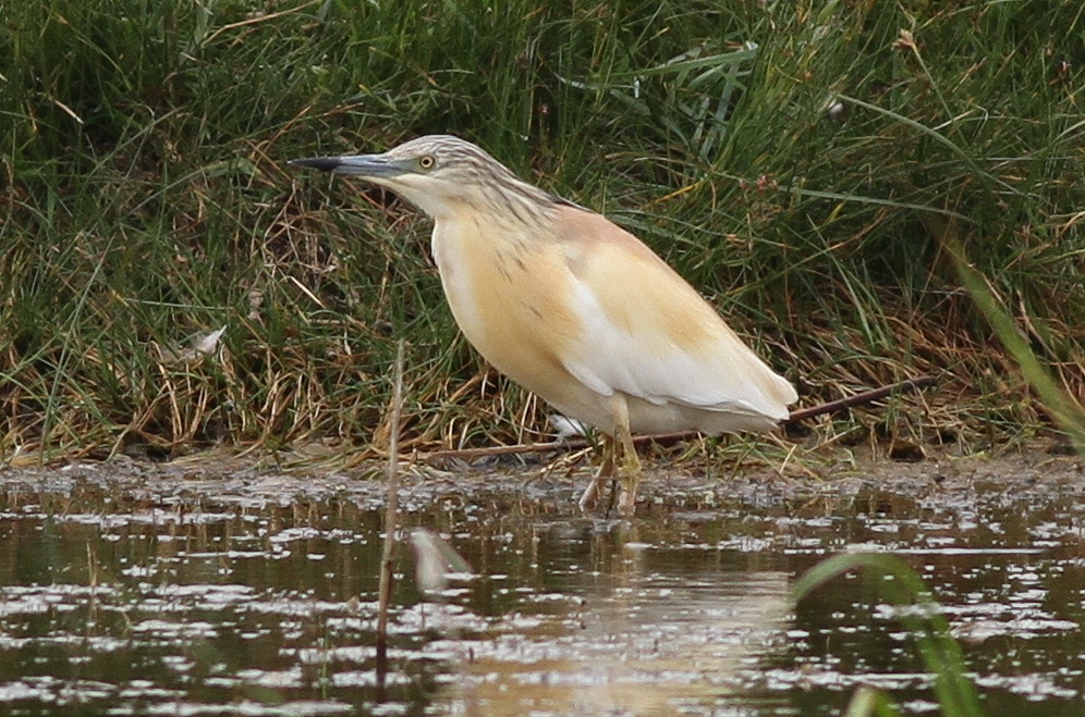 Details : Squacco Heron - BirdGuides