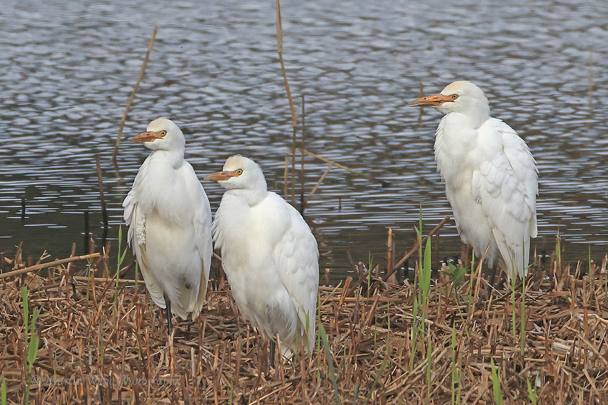 Western Cattle Egret by Martin Webb - BirdGuides