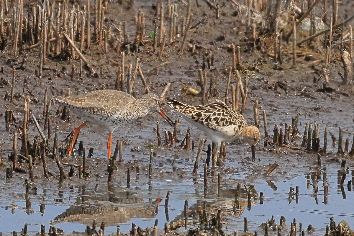 Ruff by Martin Webb - BirdGuides