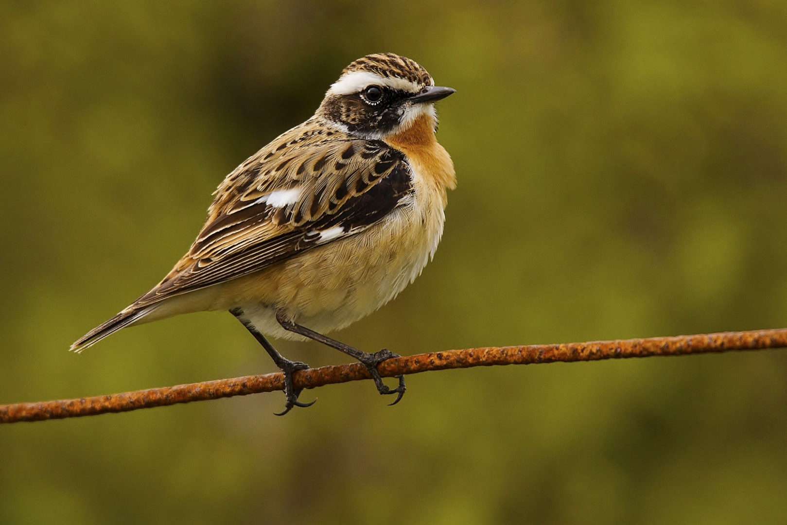 Whinchat by Clive Daelman - BirdGuides