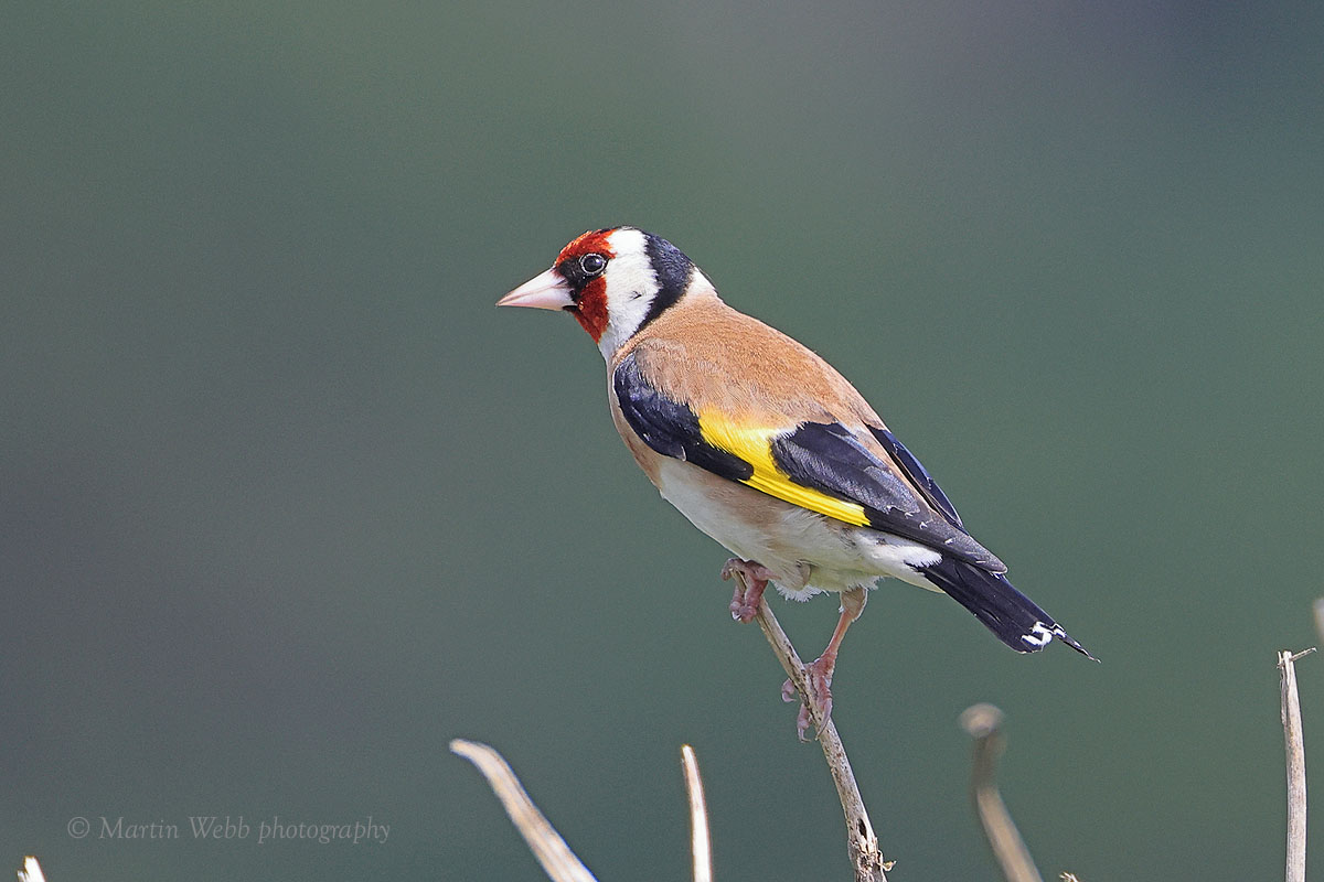 Goldfinch by Martin Webb - BirdGuides