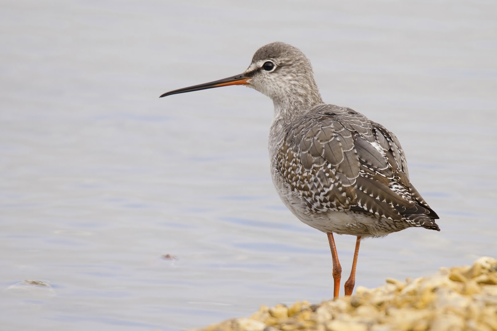 Spotted Redshank by Clive Daelman - BirdGuides