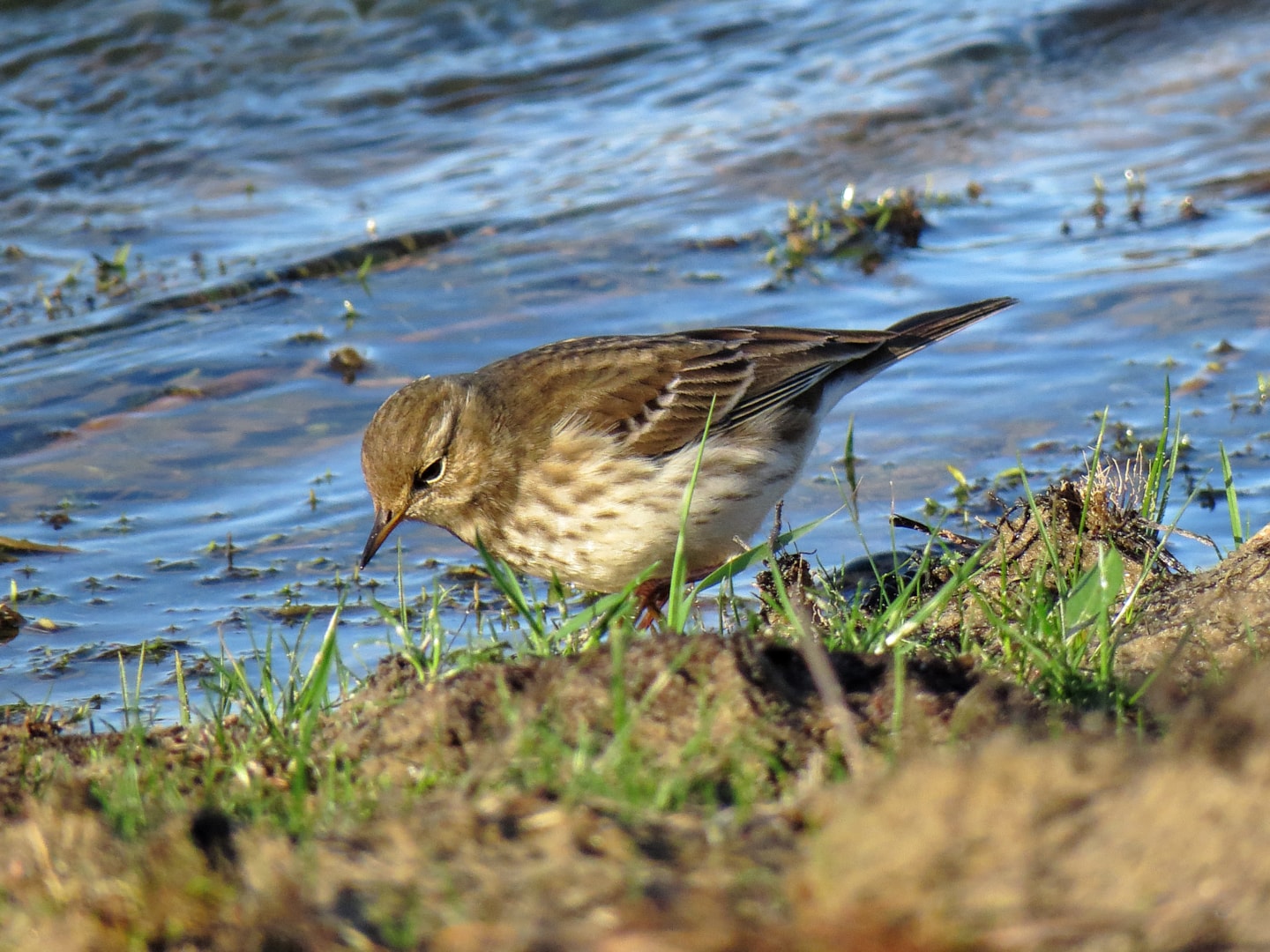 Water Pipit by Nick Smith - BirdGuides